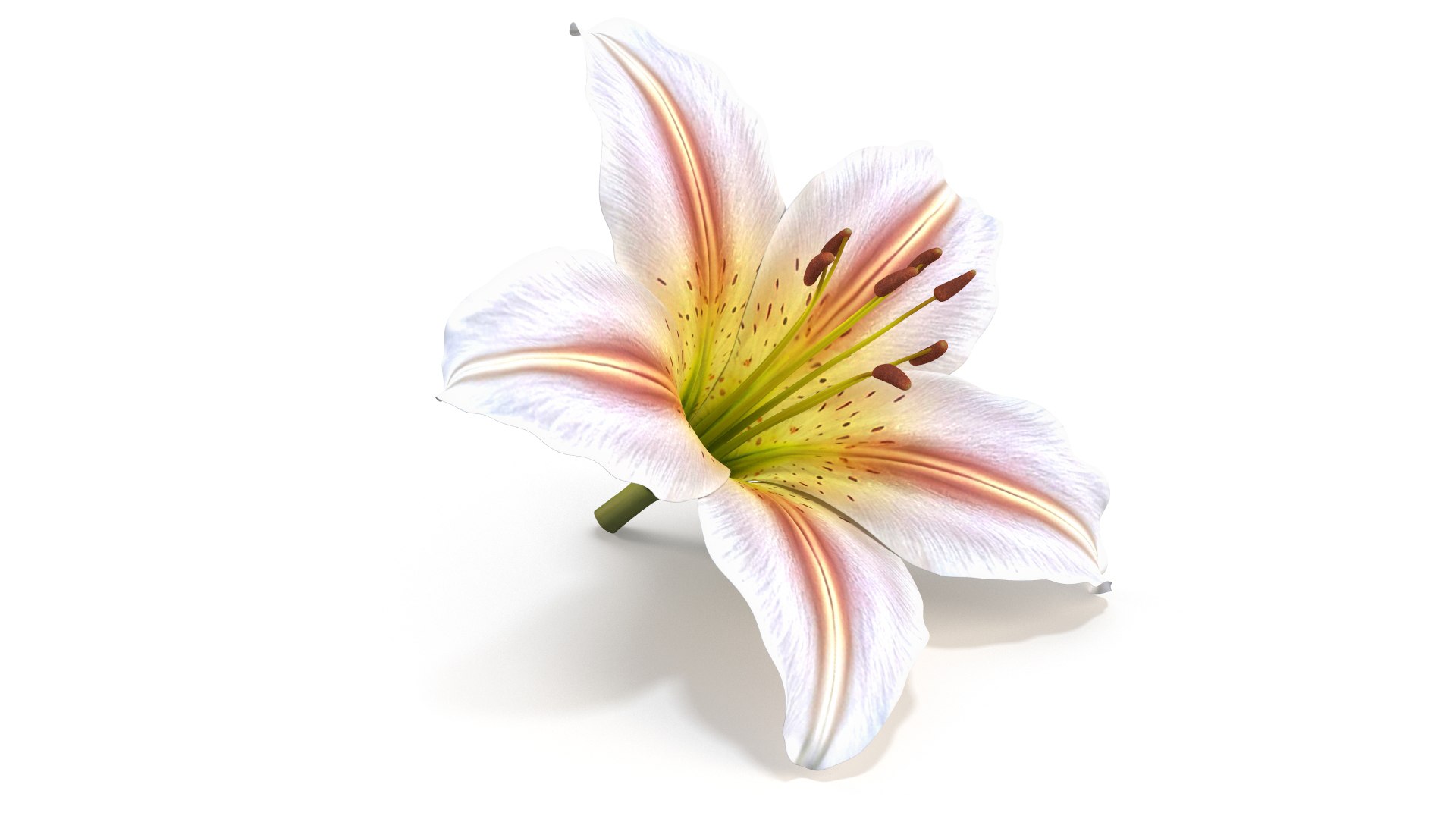 Realistic Lily 3D Model - High-Quality 4K PBR Asset 3D Model ...