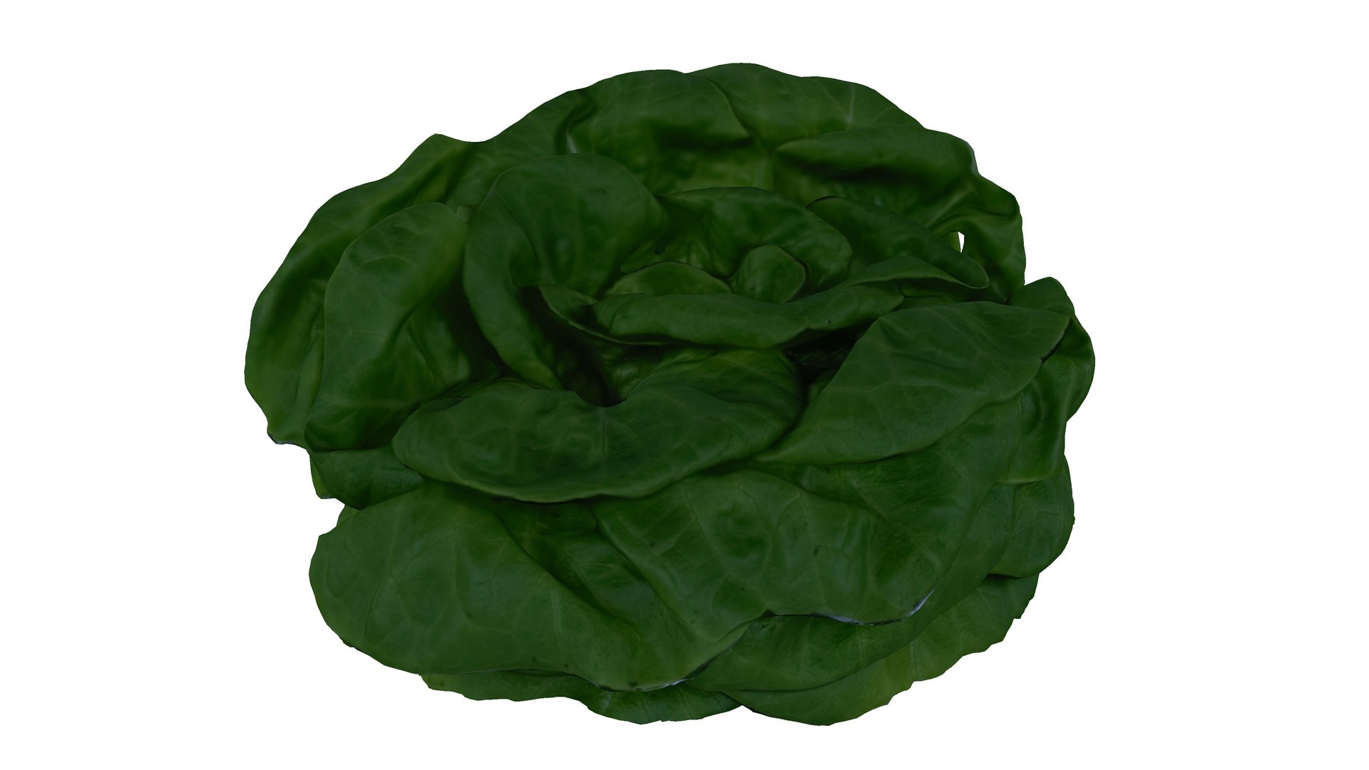 Lettuce 3D - TurboSquid 1349491