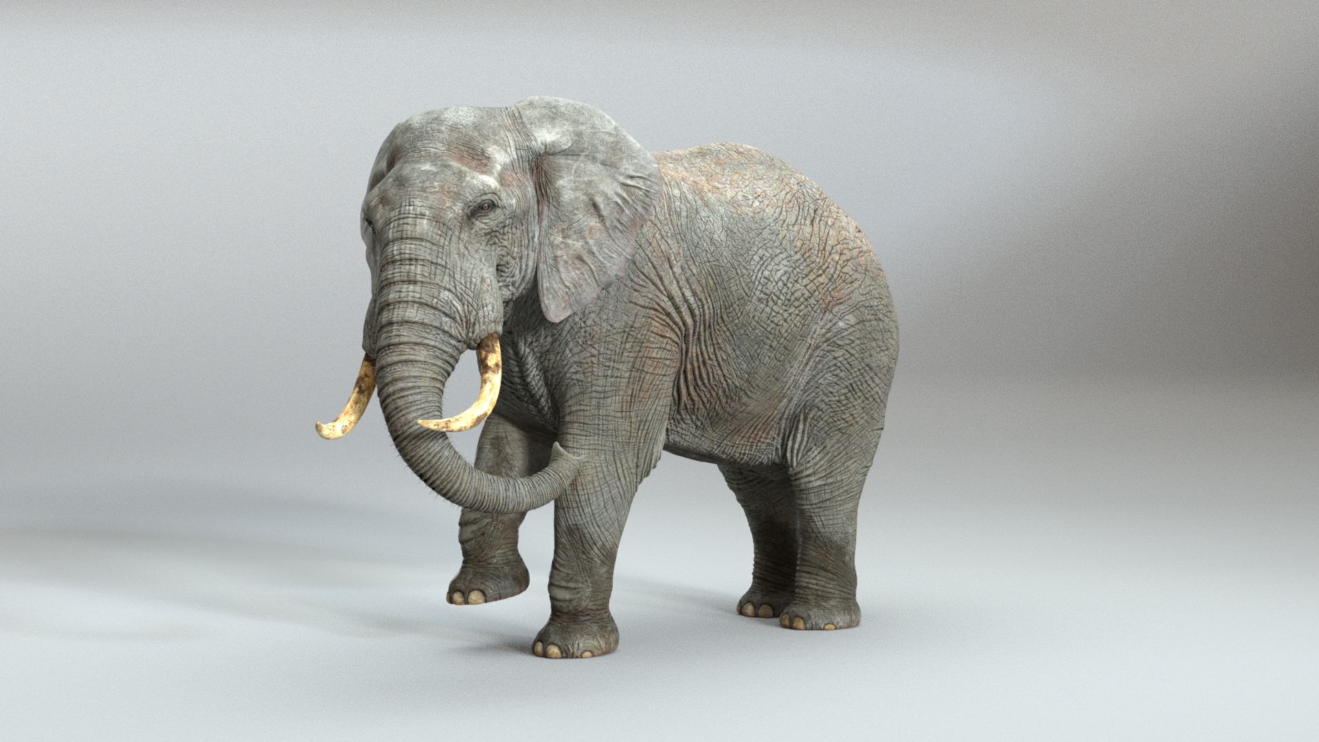 3D Model Elephant RIGGED - TurboSquid 2276350