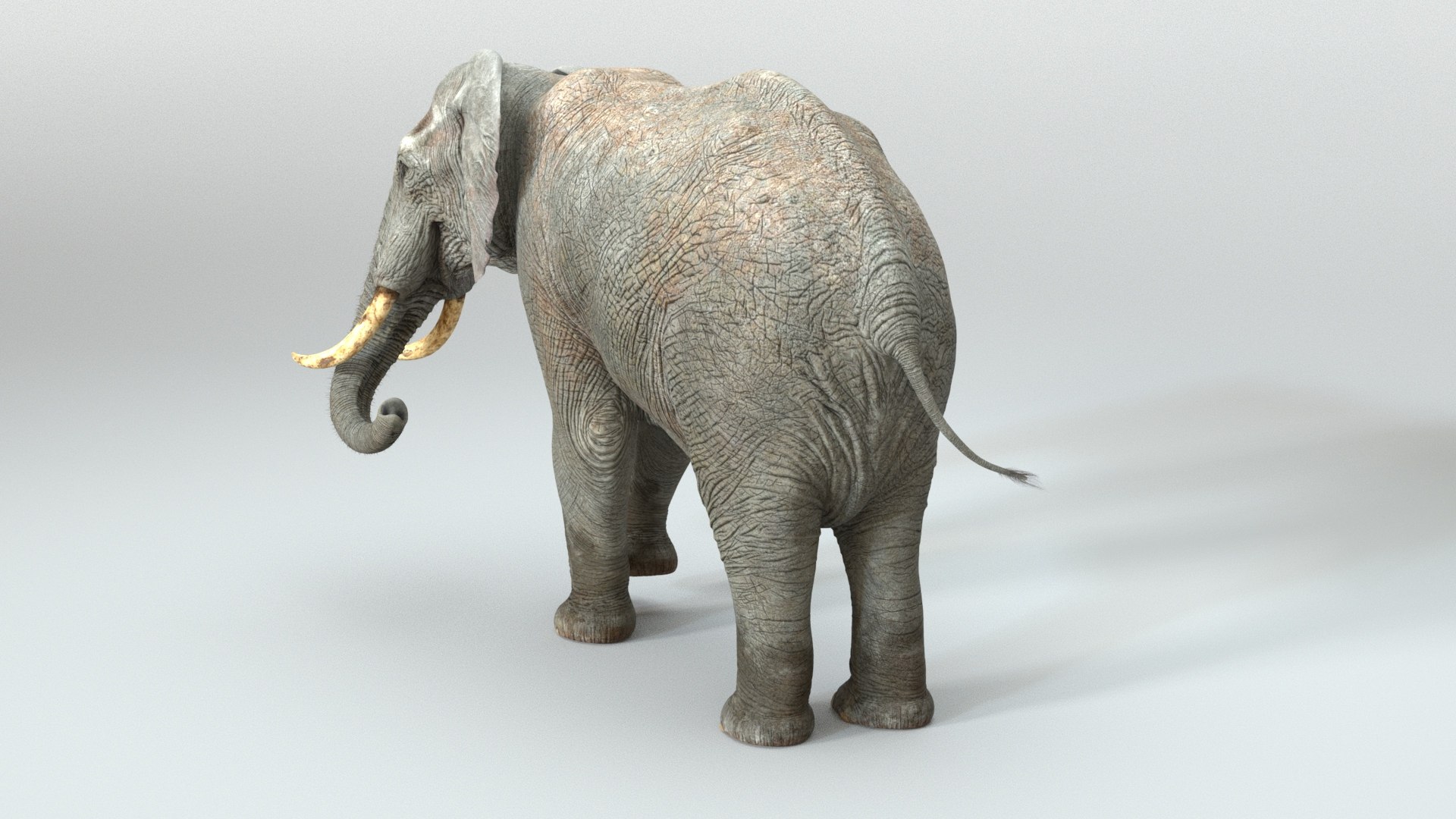 3D Model Elephant RIGGED - TurboSquid 2276350