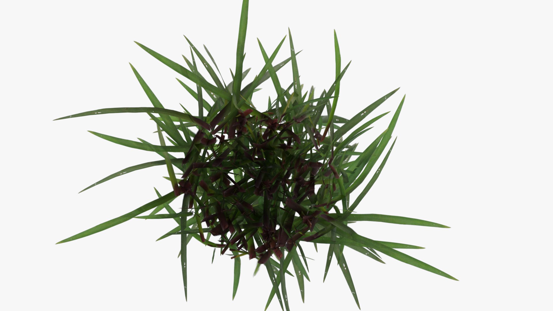 3D Grass Cluster 003 - - TurboSquid 1510994