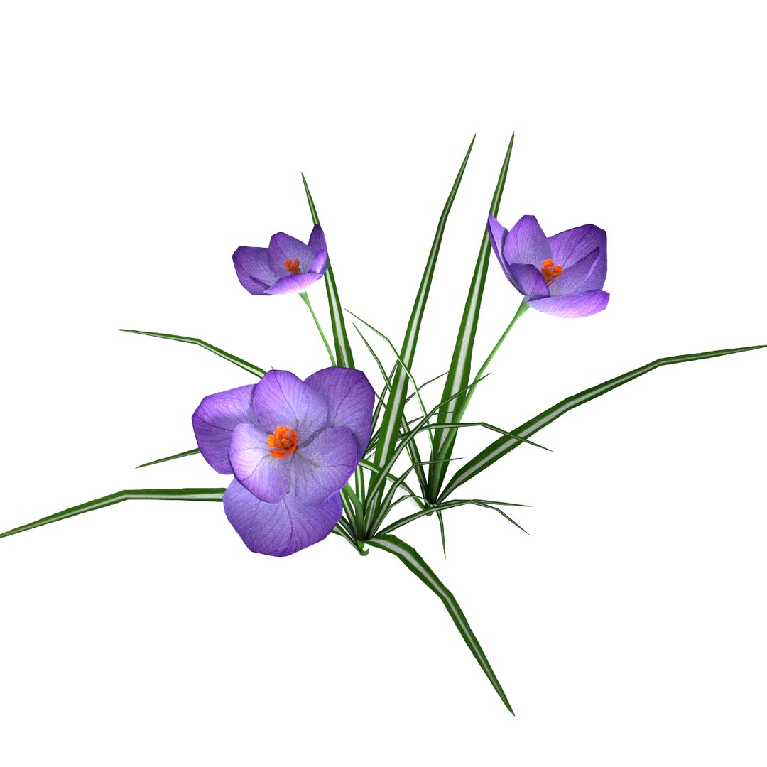 3d Realistic Crocus Model