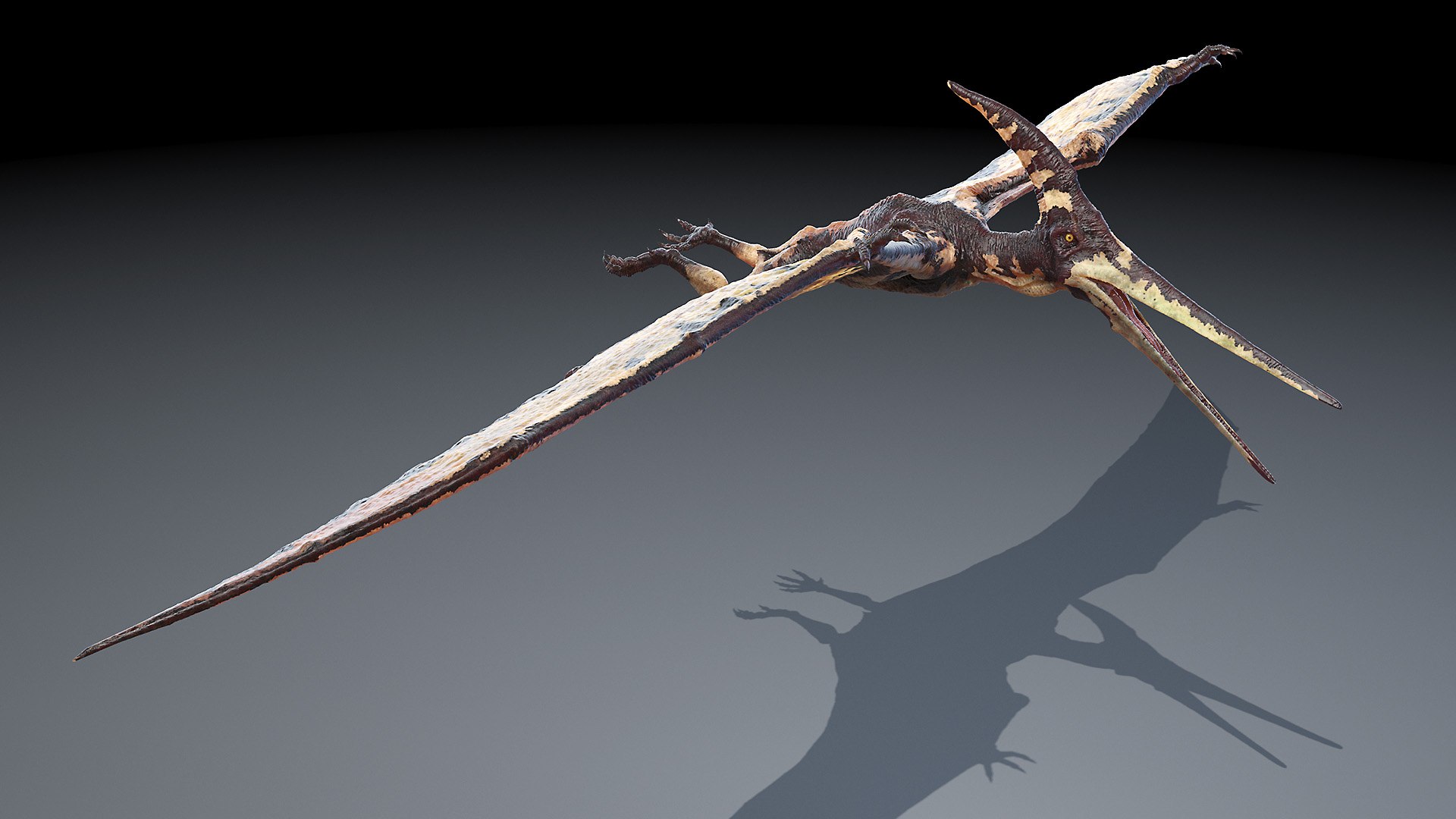 Pteranodon 3D model - TurboSquid 1589226