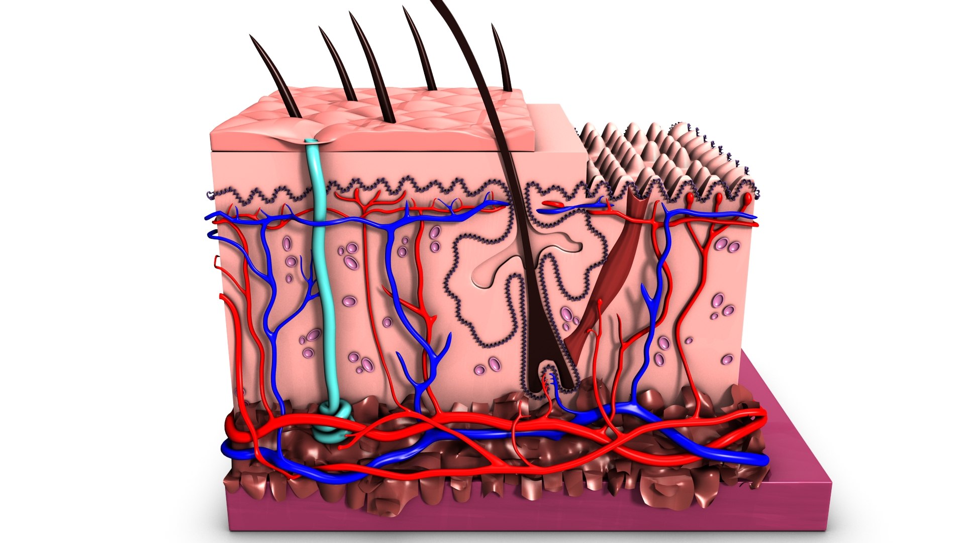 3D Human Skin Cell Anatomy In Skin - TurboSquid 1831535