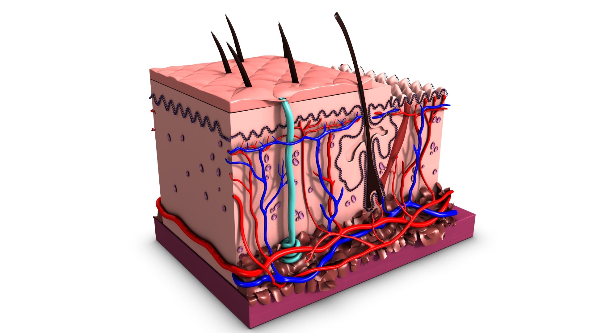 3D Human Skin Cell Anatomy In Skin - TurboSquid 1831535
