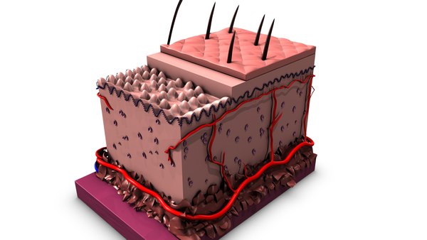 modelo 3d Anatomía de las células de la piel humana en la piel ...