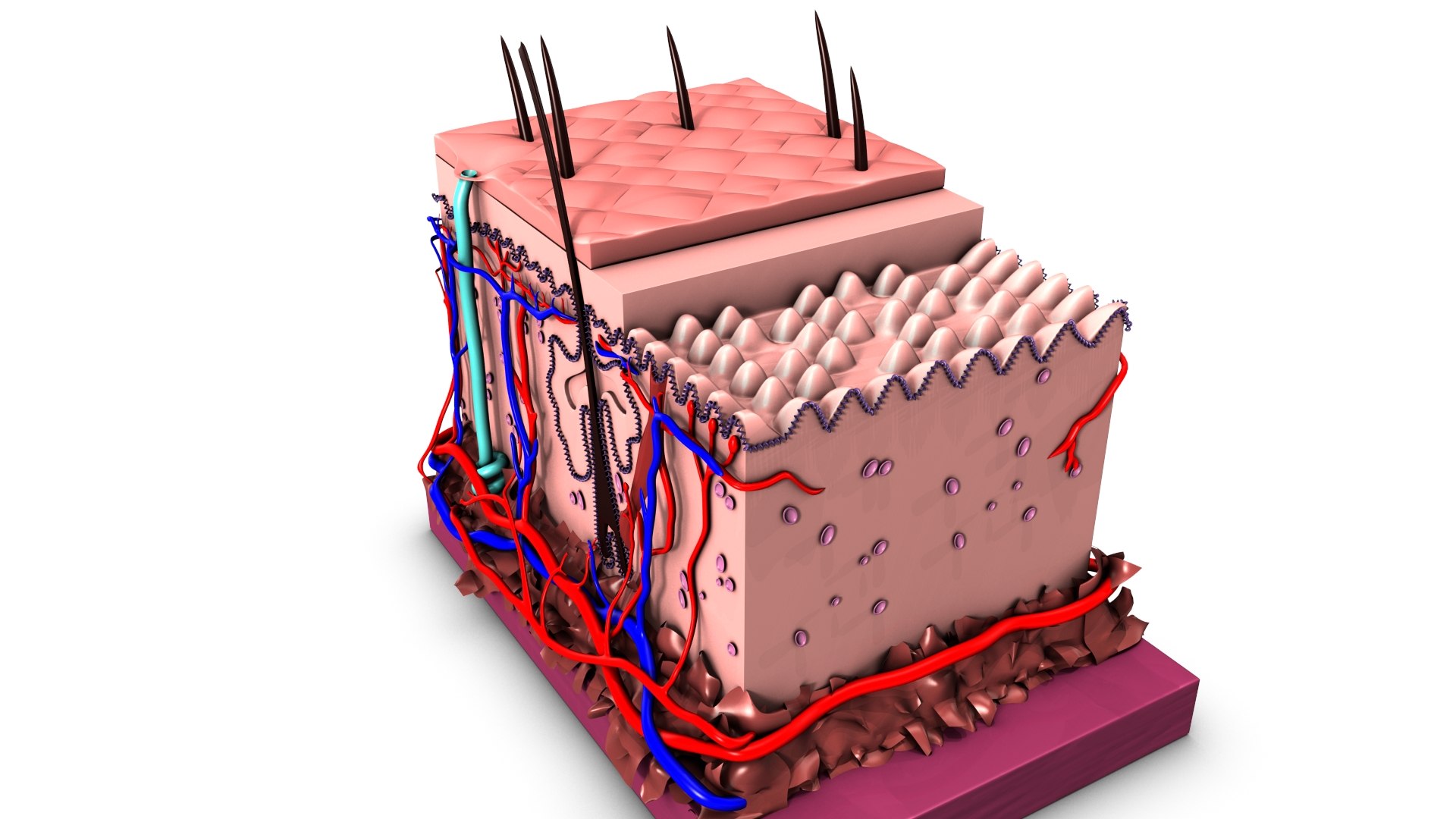 3D Human Skin Cell Anatomy In Skin - TurboSquid 1831535