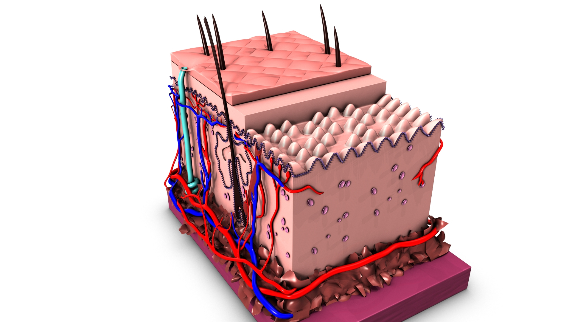 3D human skin cell anatomy in skin - TurboSquid 1831535