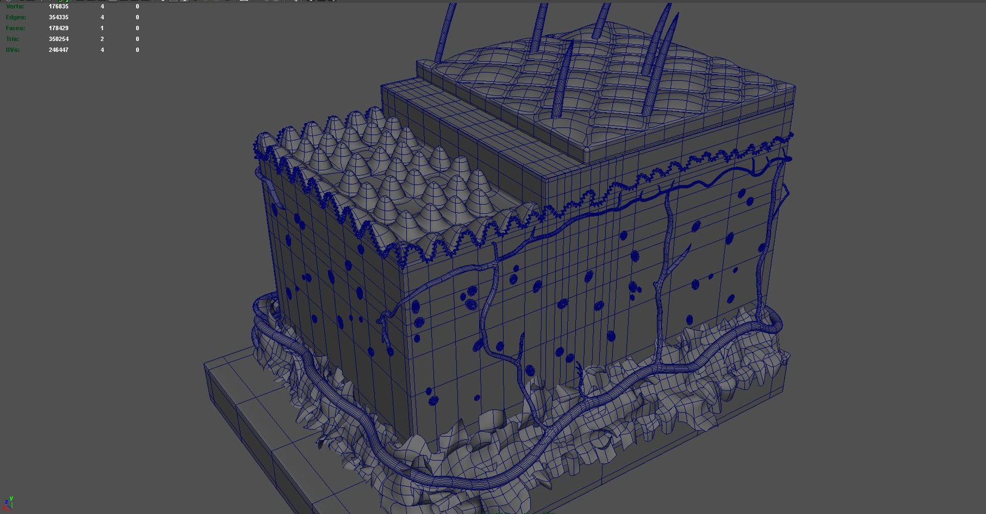3D Human Skin Cell Anatomy In Skin - TurboSquid 1831535