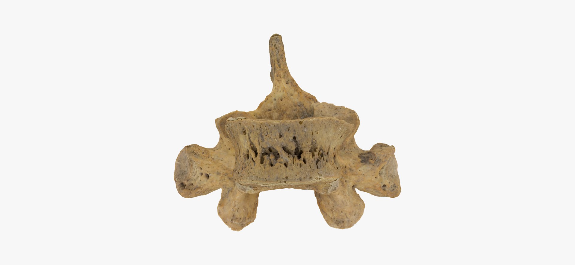 Thoracic Vertebrae Th1 Raw Model - TurboSquid 1545683