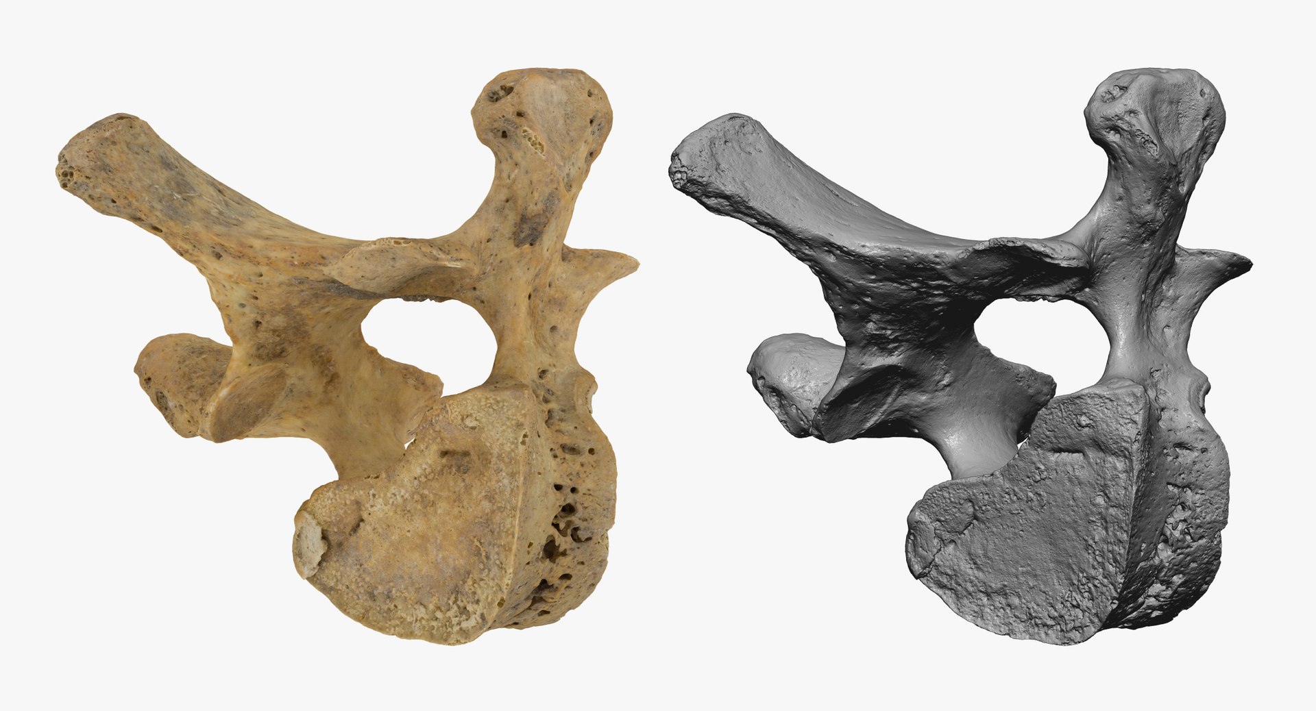 Thoracic Vertebrae Th1 Raw Model - TurboSquid 1545683