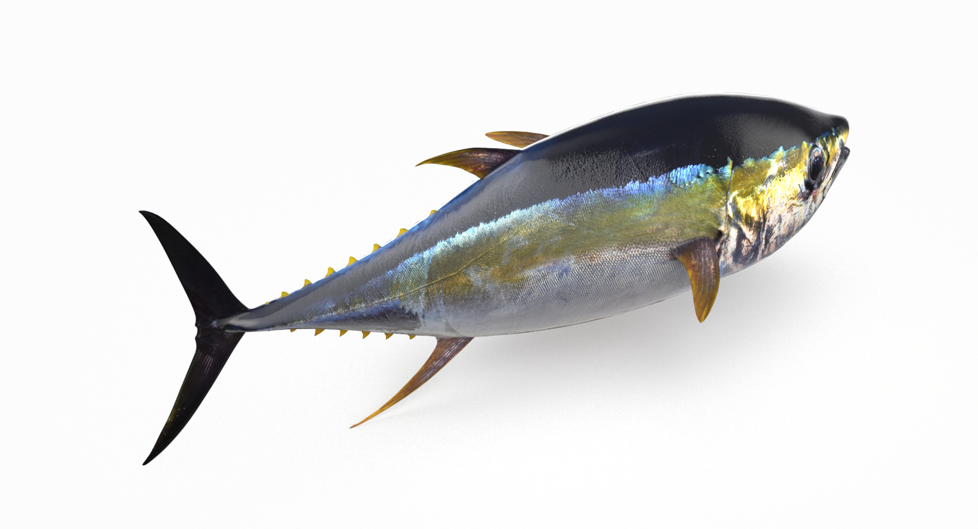 Yellowfin tuna 3D model - TurboSquid 1295530