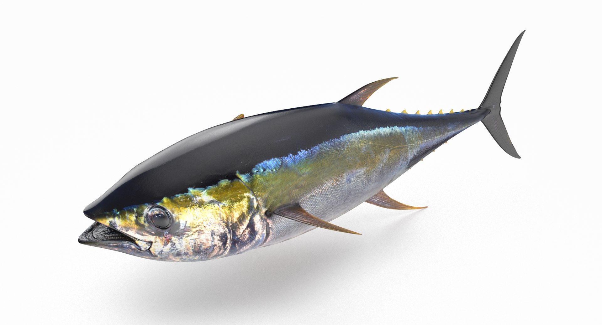 Yellowfin Tuna 3D Model - TurboSquid 1295530
