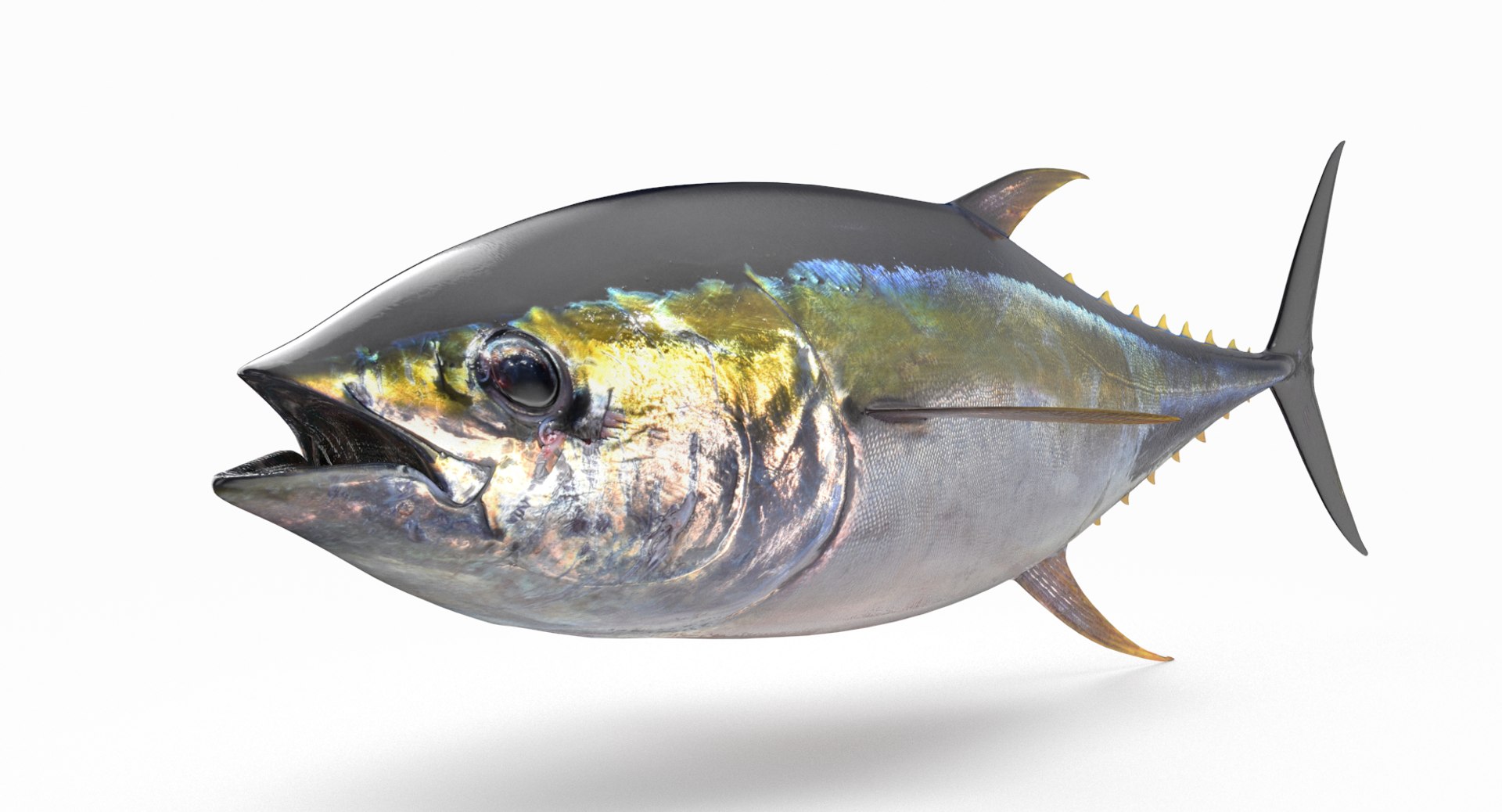 Yellowfin Tuna 3D Model - TurboSquid 1295530