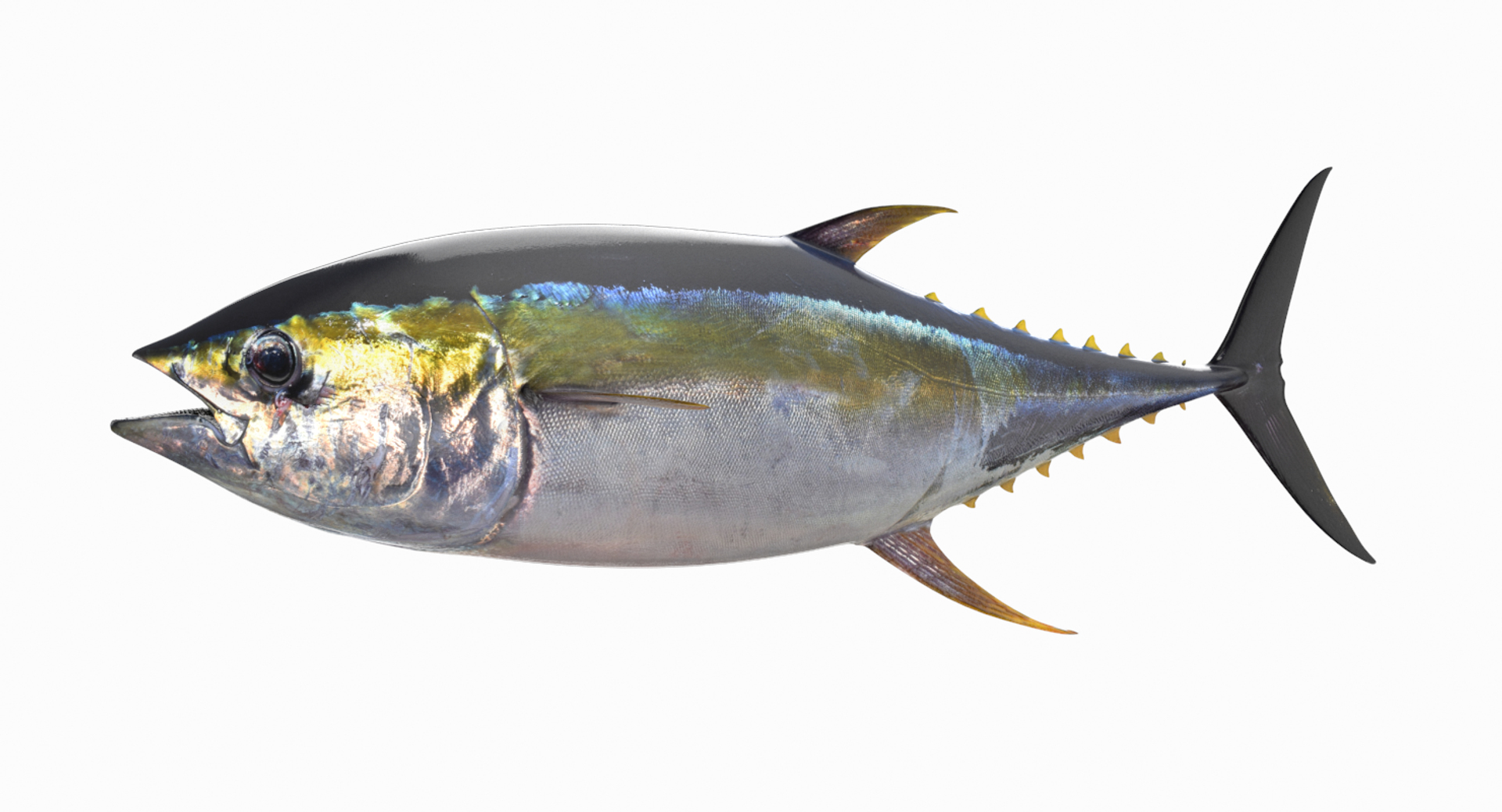 Yellowfin Tuna 3D Model - TurboSquid 1295530