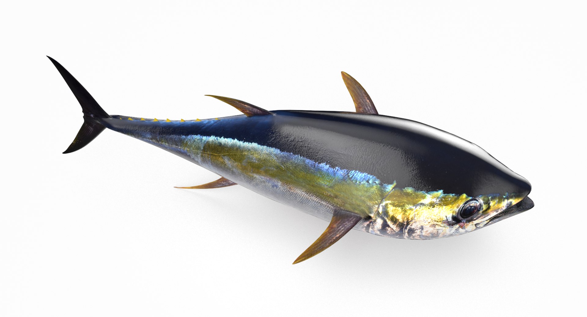 Yellowfin Tuna 3D Model - TurboSquid 1295530