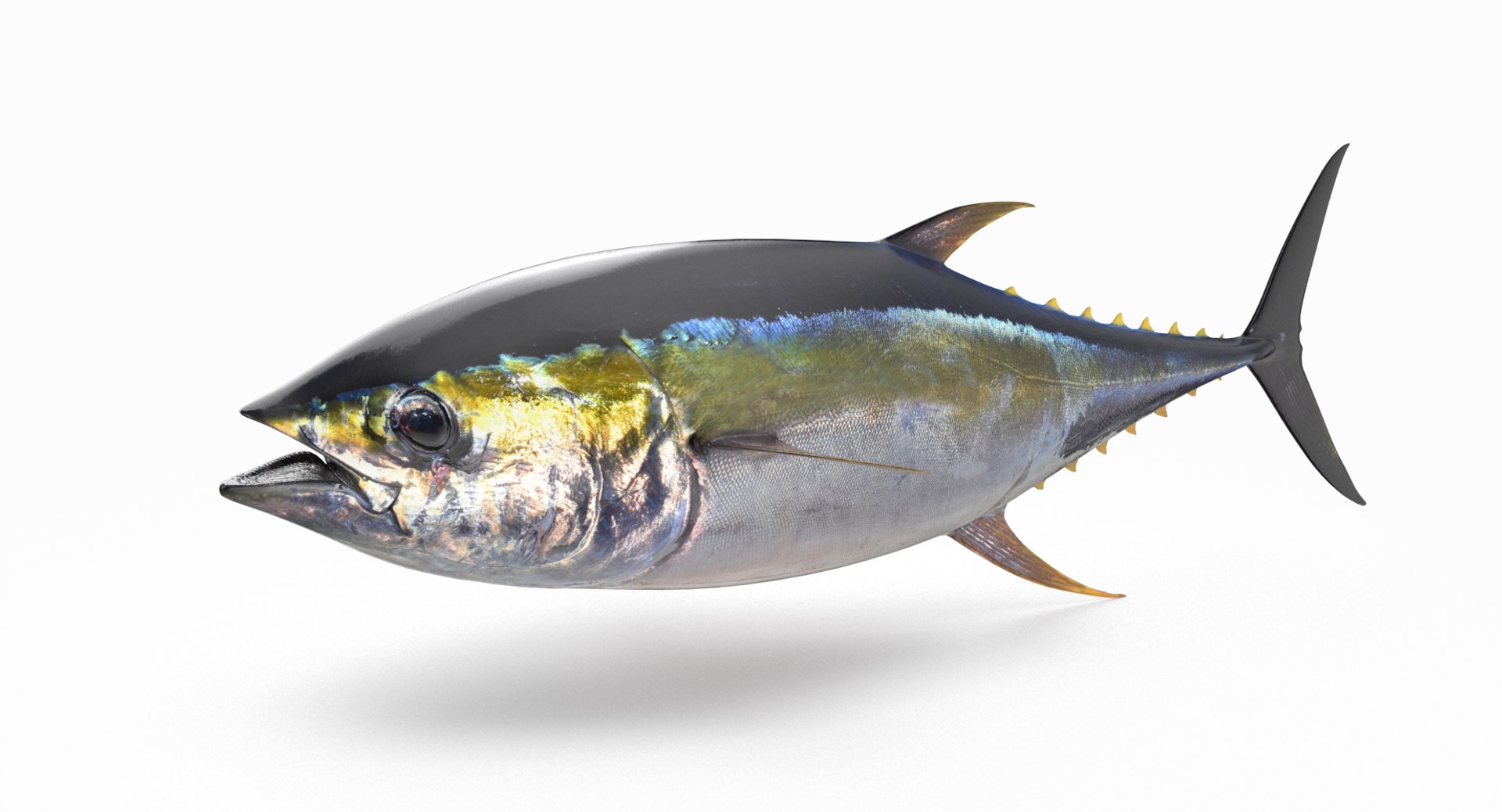 Yellowfin Tuna 3D Model - TurboSquid 1295530