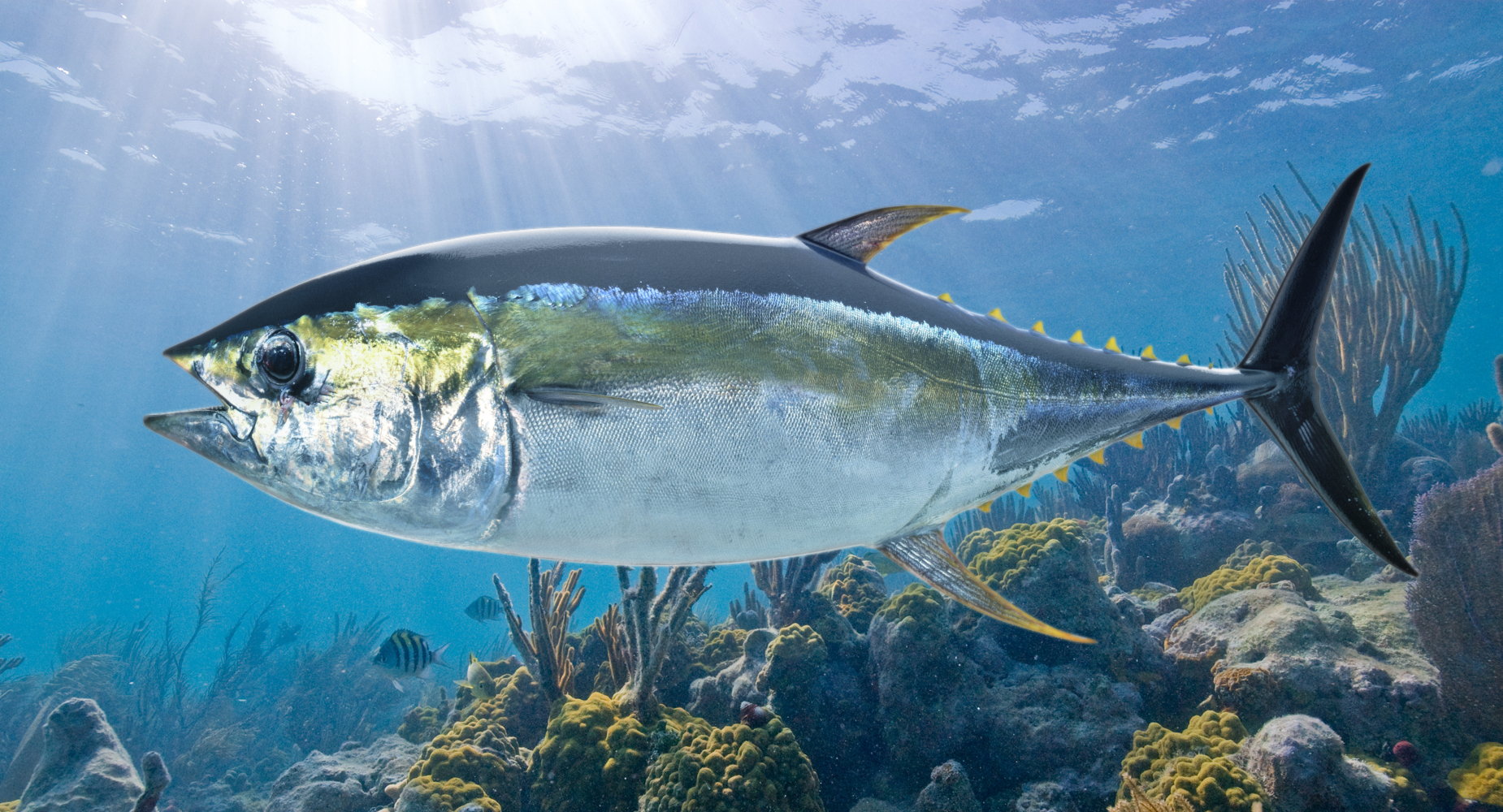 Yellowfin tuna 3D model - TurboSquid 1295530