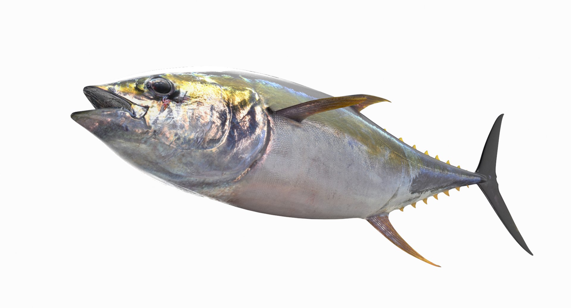 Yellowfin Tuna 3D Model - TurboSquid 1295530
