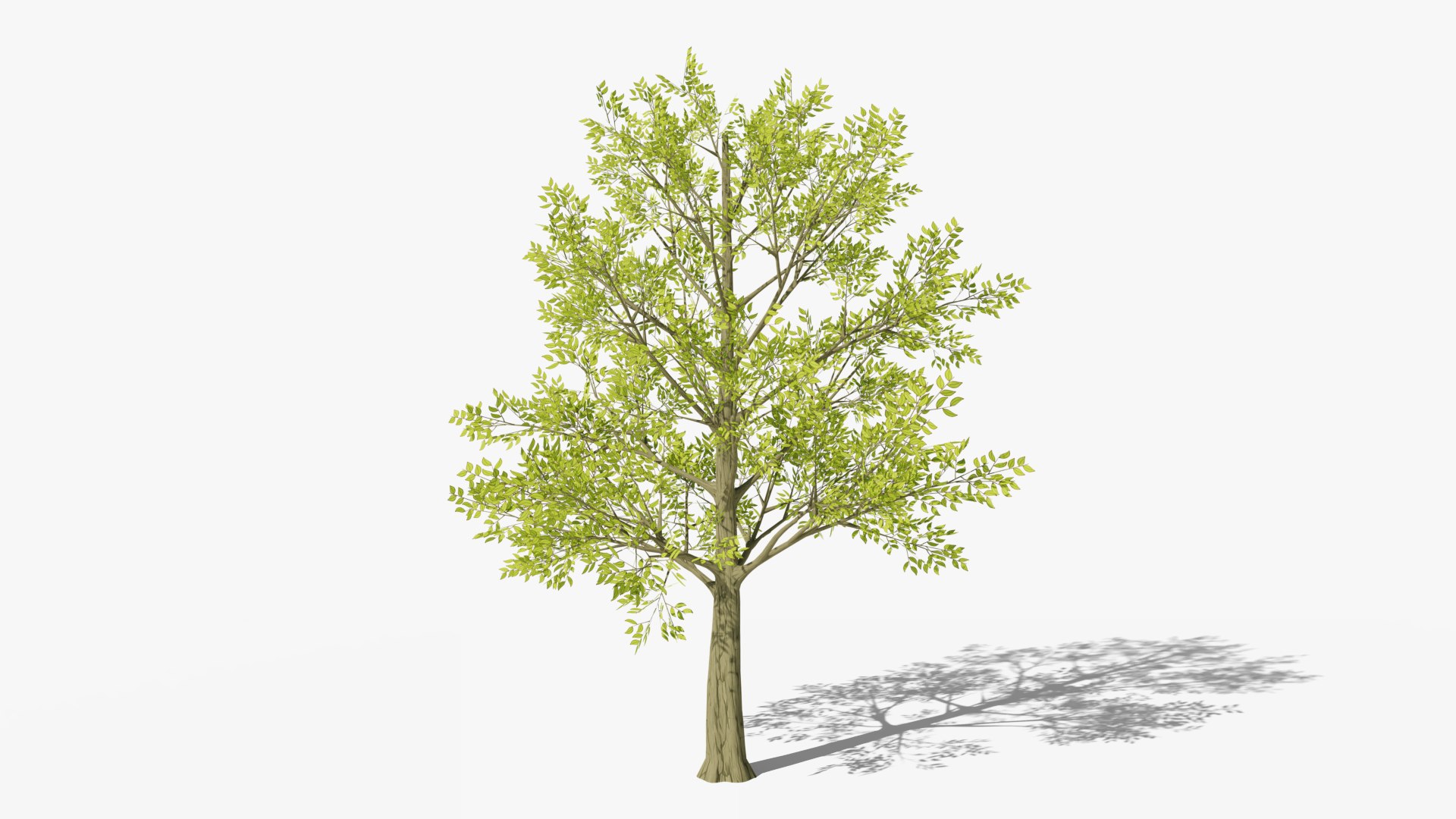 3D Stylized Cartoon Beech Tree - TurboSquid 2082573