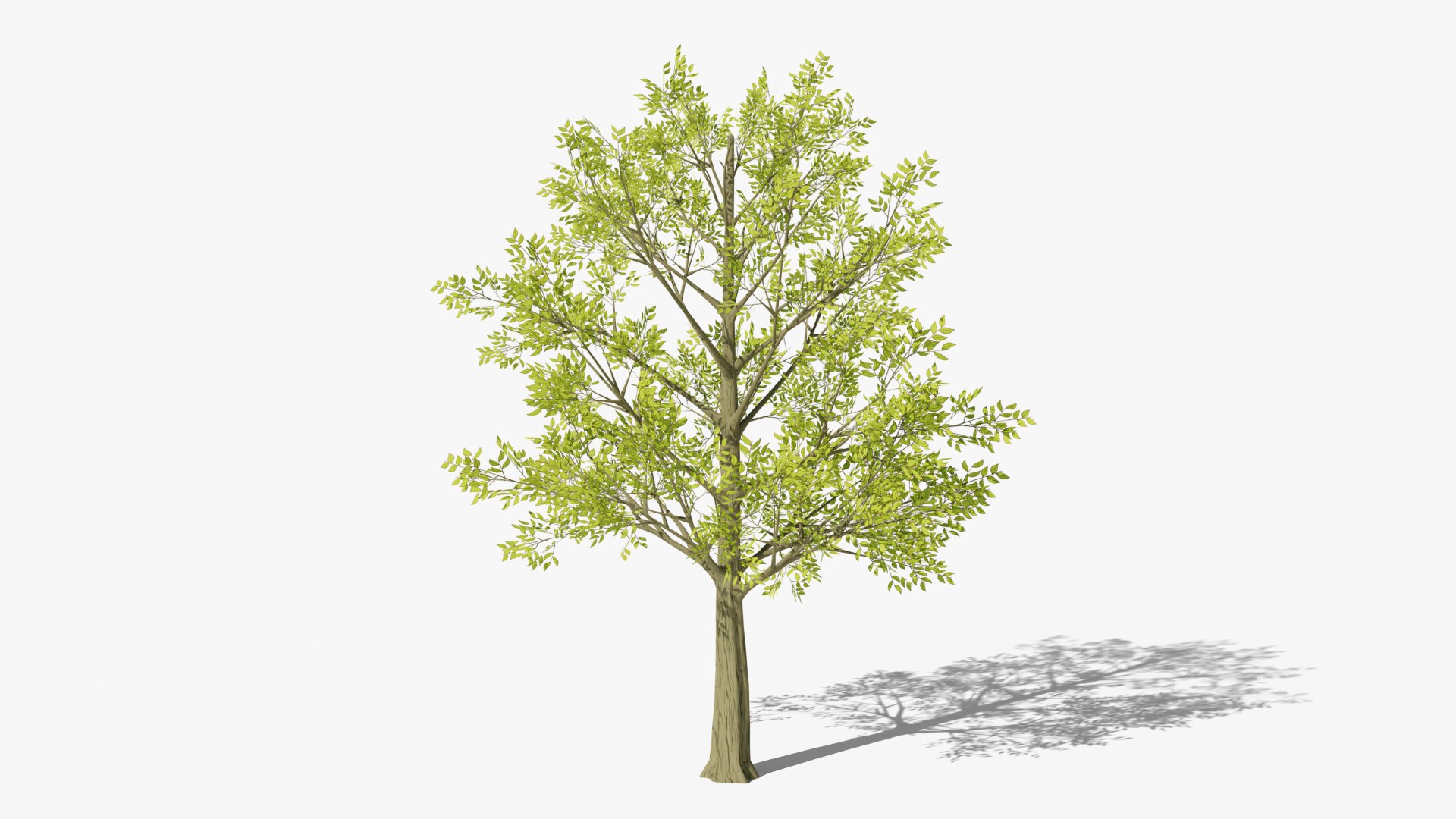 3D Stylized Cartoon Beech Tree - TurboSquid 2082573