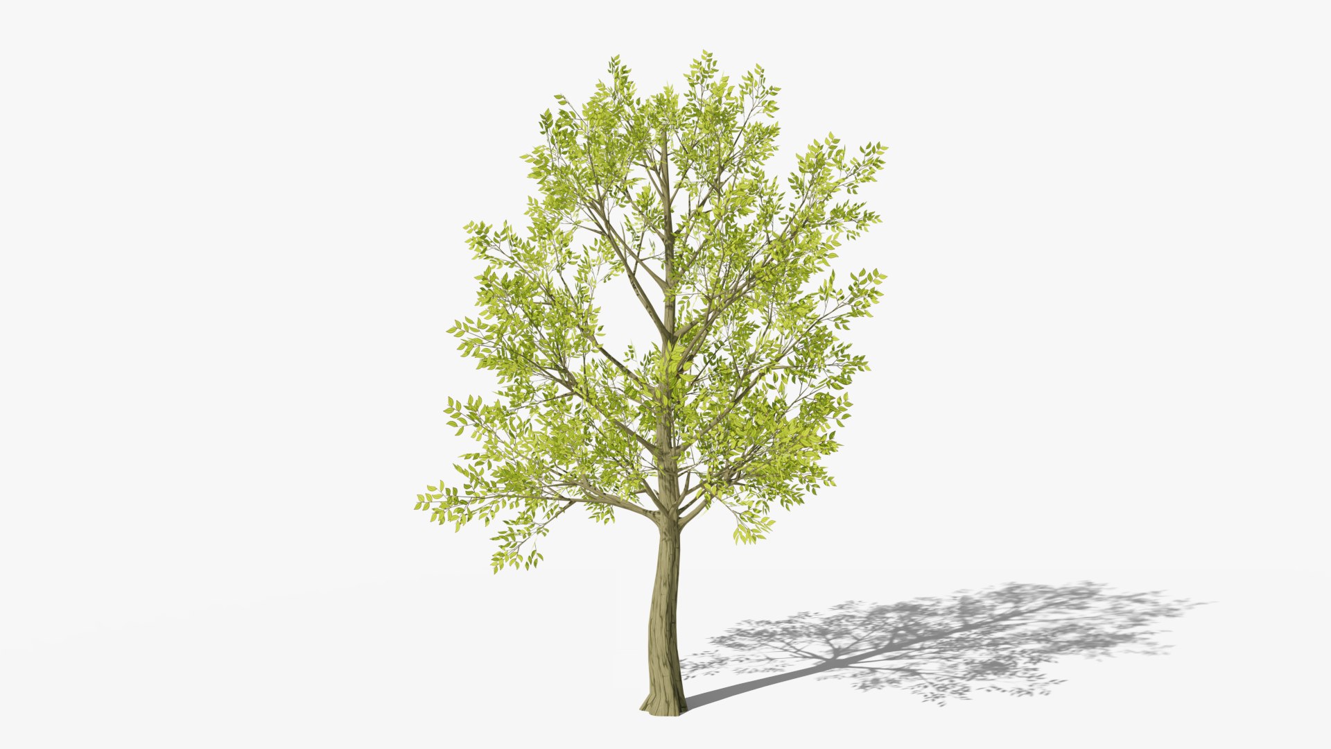3D Stylized Cartoon Beech Tree - TurboSquid 2082573