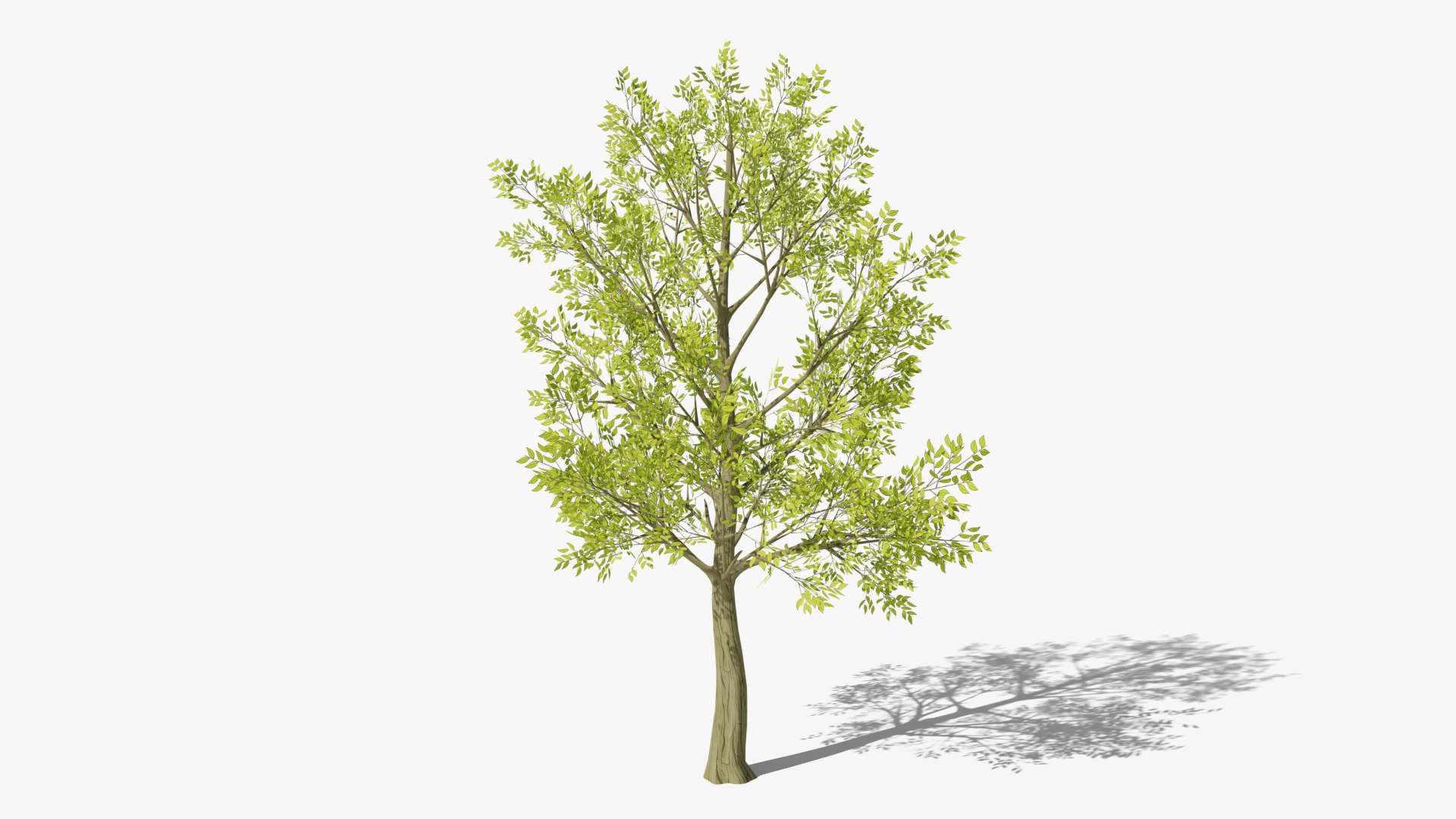 3D Stylized Cartoon Beech Tree - TurboSquid 2082573