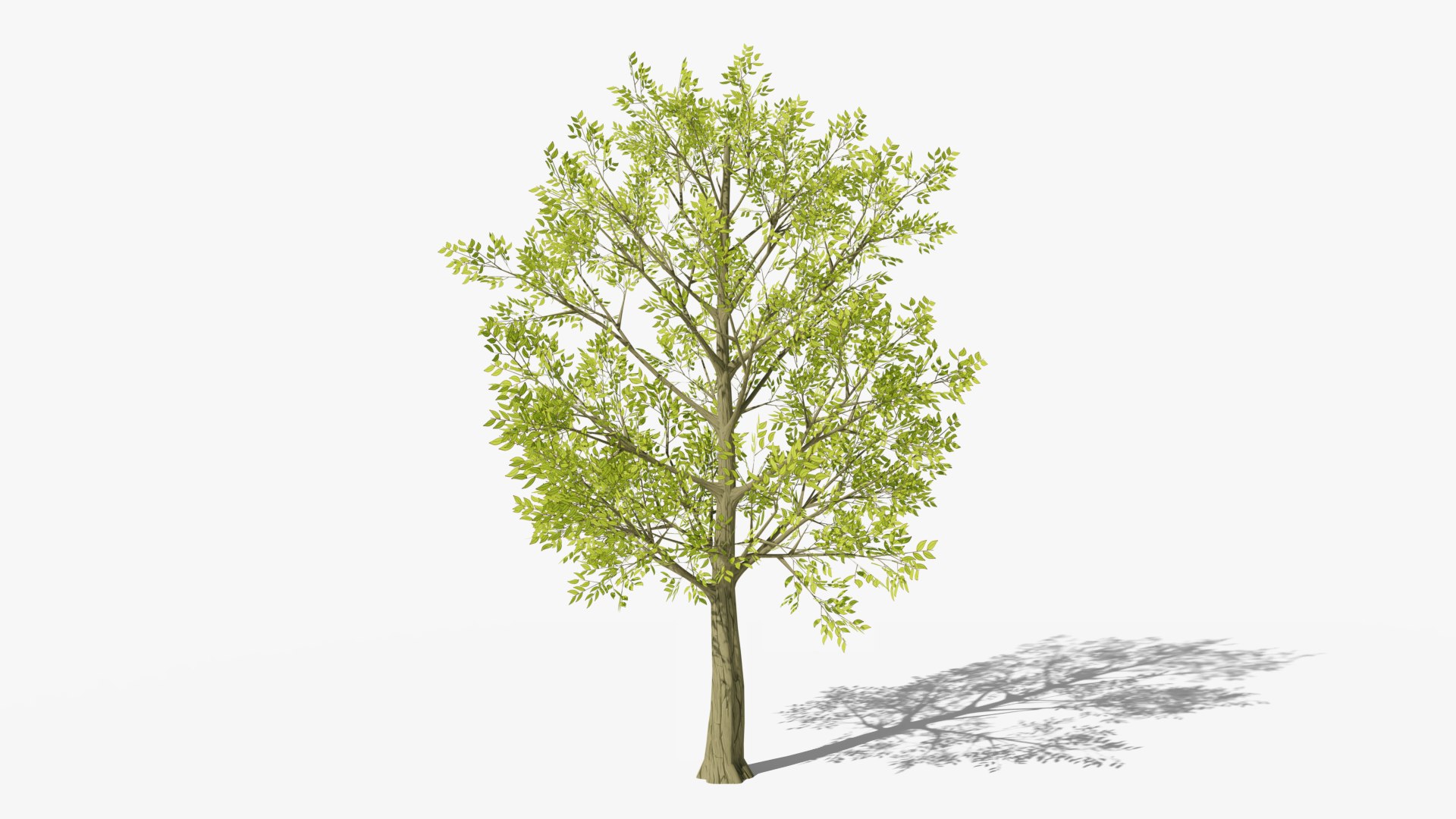 3D Stylized Cartoon Beech Tree - TurboSquid 2082573