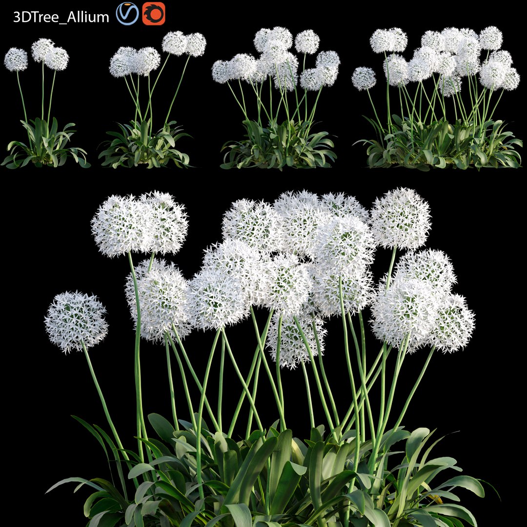 3D Allium 02 Model - TurboSquid 1795816