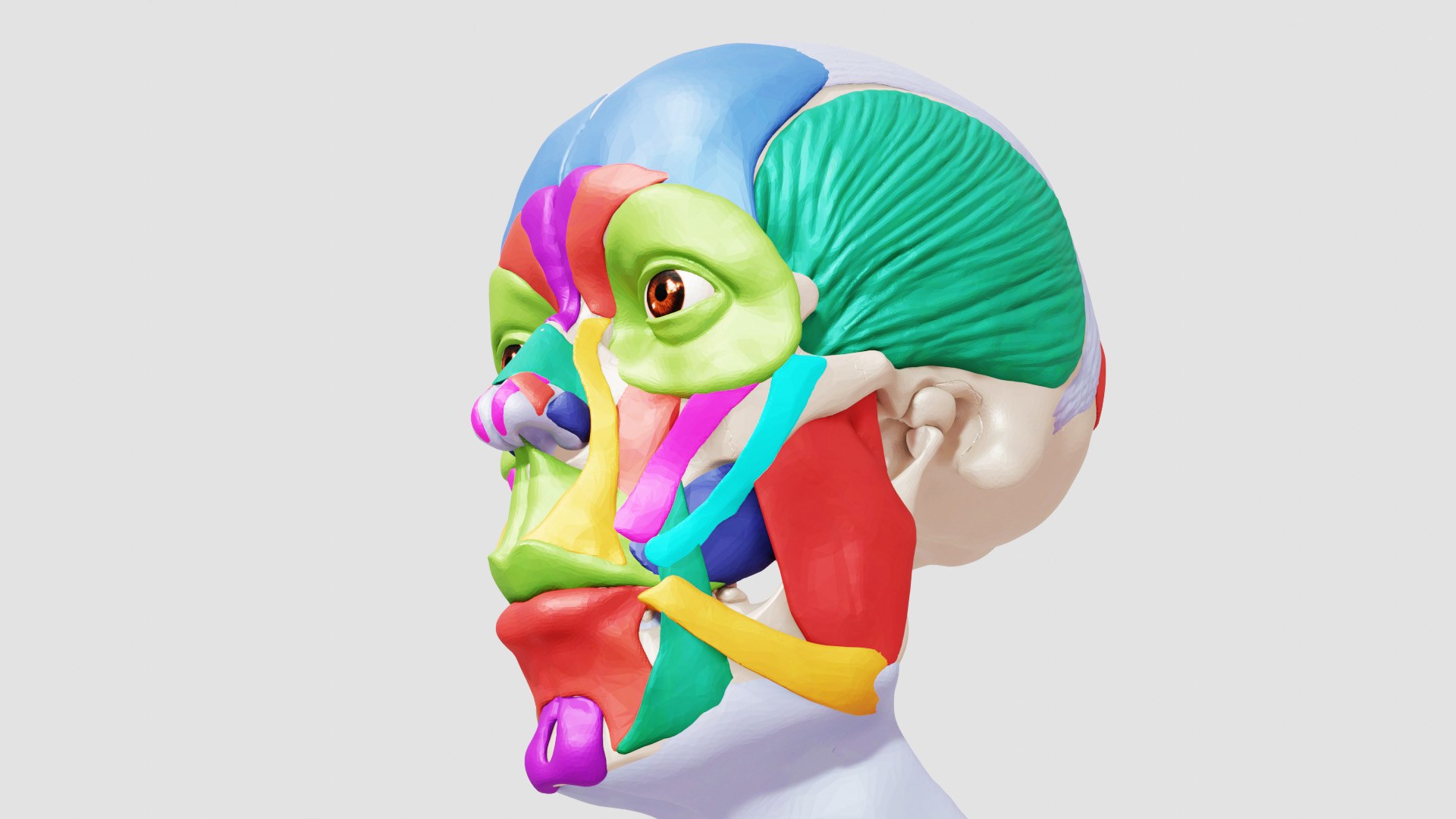 3D Human Face Muscles Model - TurboSquid 1843983