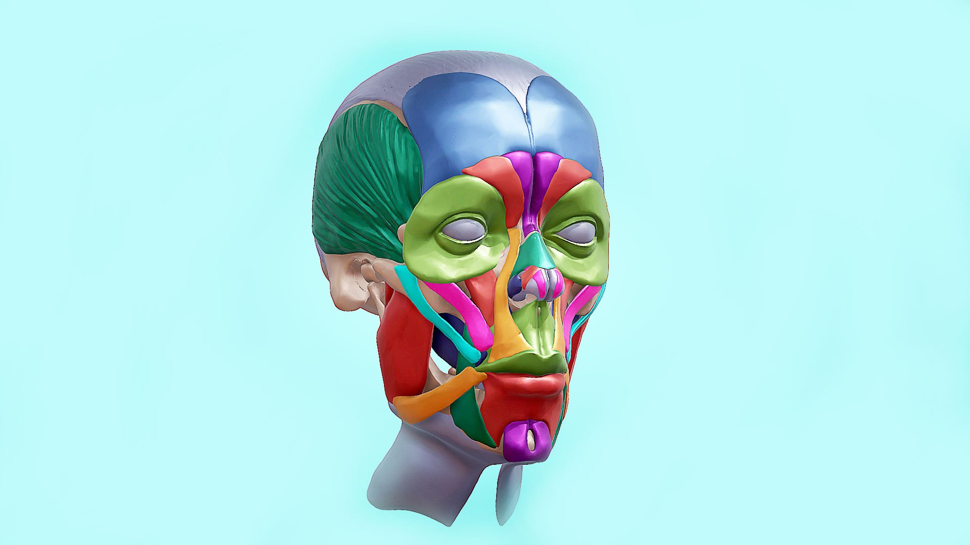 3D Human Face Muscles Model - TurboSquid 1843983