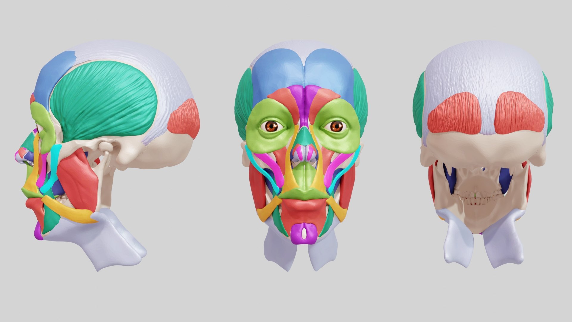 3D Human Face Muscles Model - TurboSquid 1843983