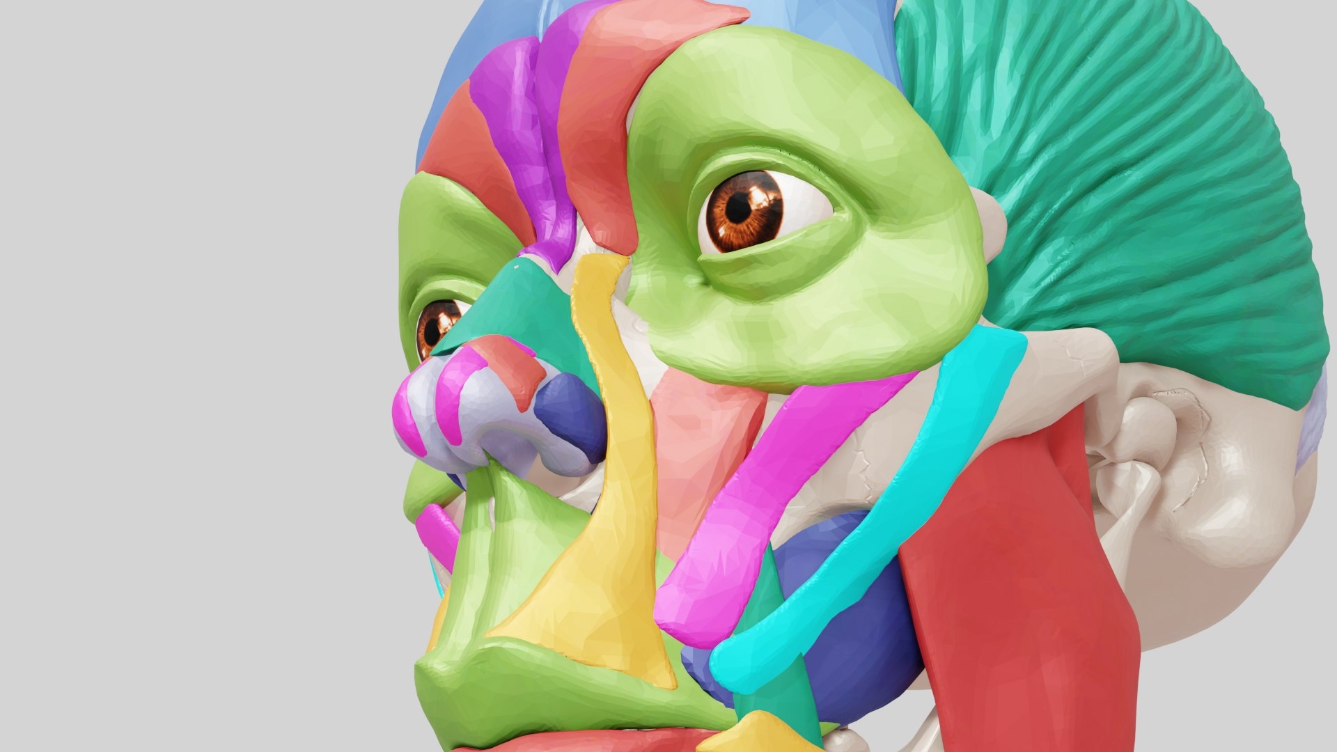 3D Human Face Muscles Model - TurboSquid 1843983