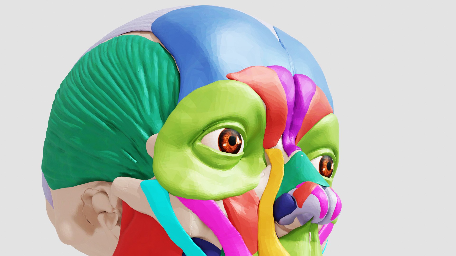 3D Human Face Muscles Model - TurboSquid 1843983