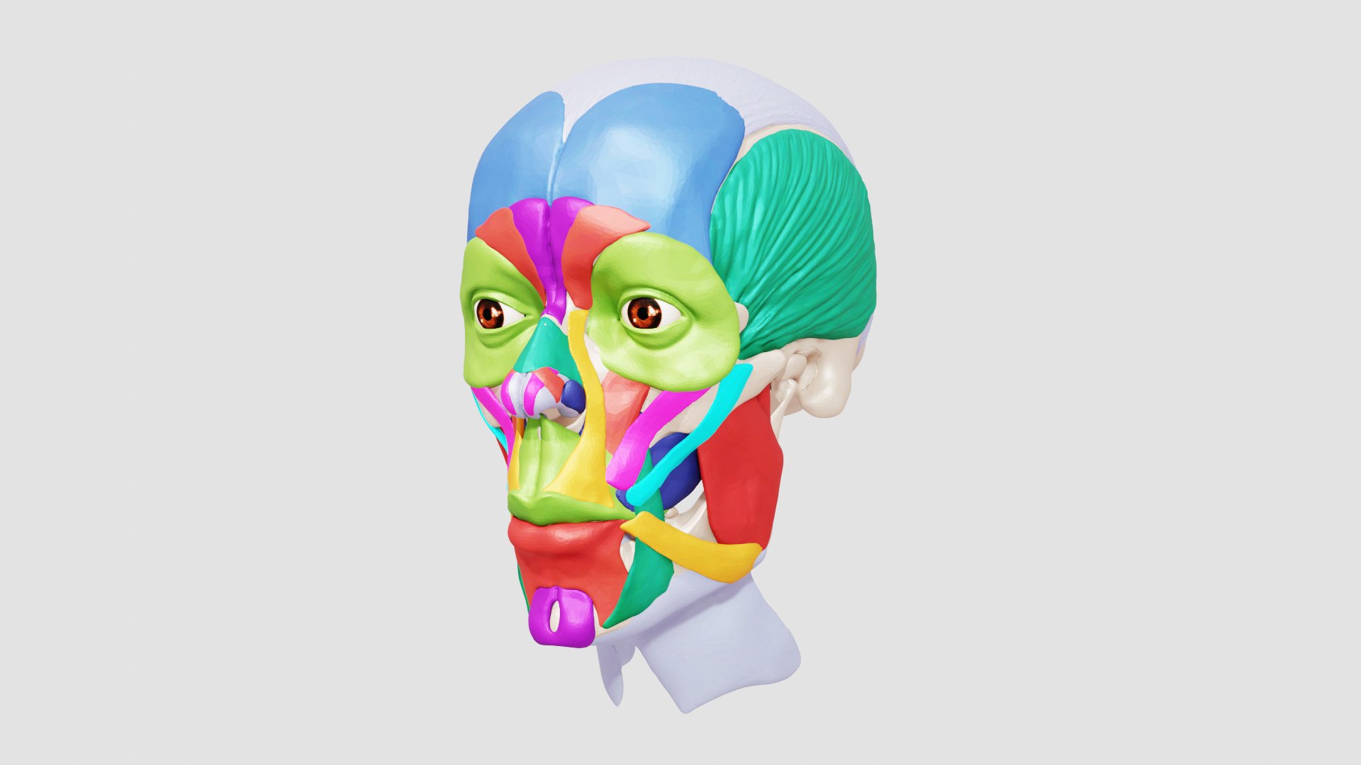 3D Human Face Muscles Model - TurboSquid 1843983