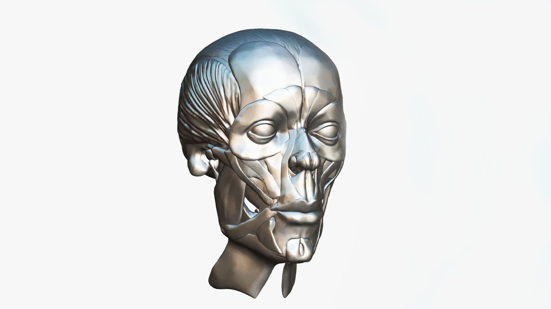 3D Human Face Muscles Model - TurboSquid 1843983