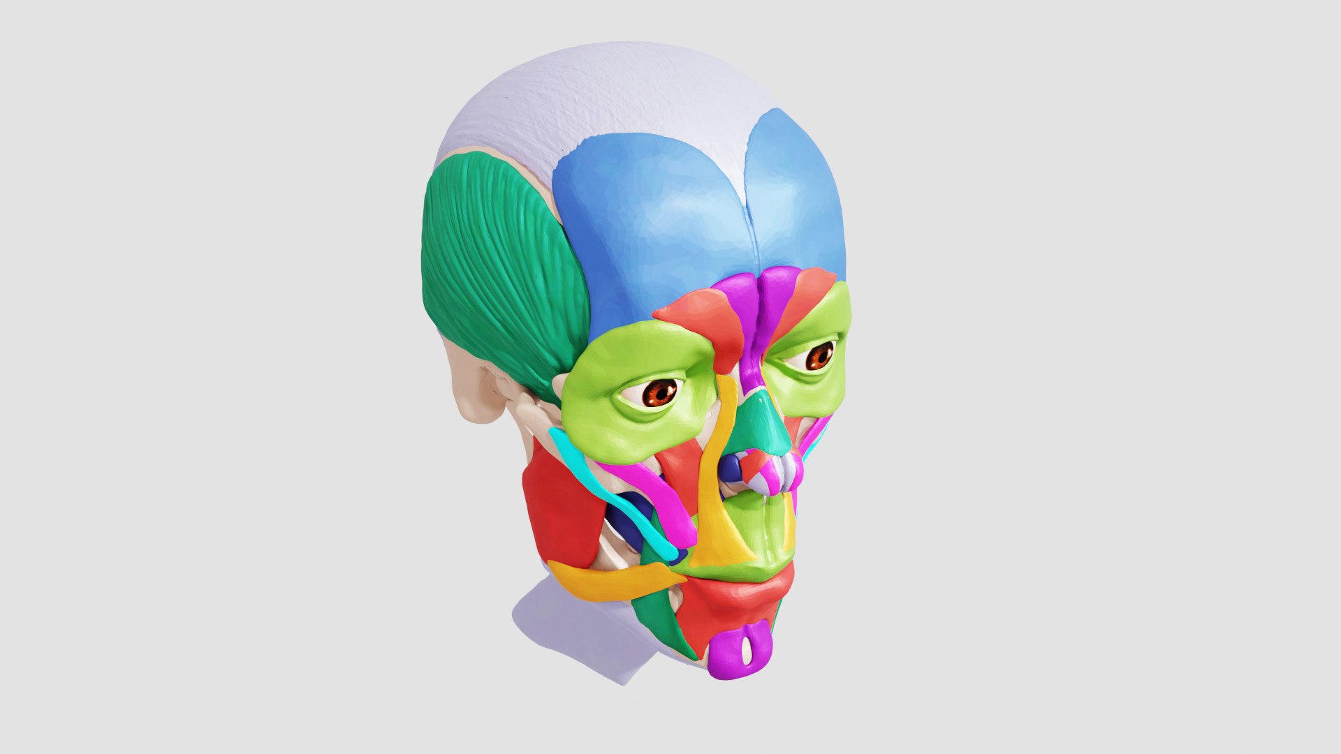3D Human Face Muscles Model - TurboSquid 1843983