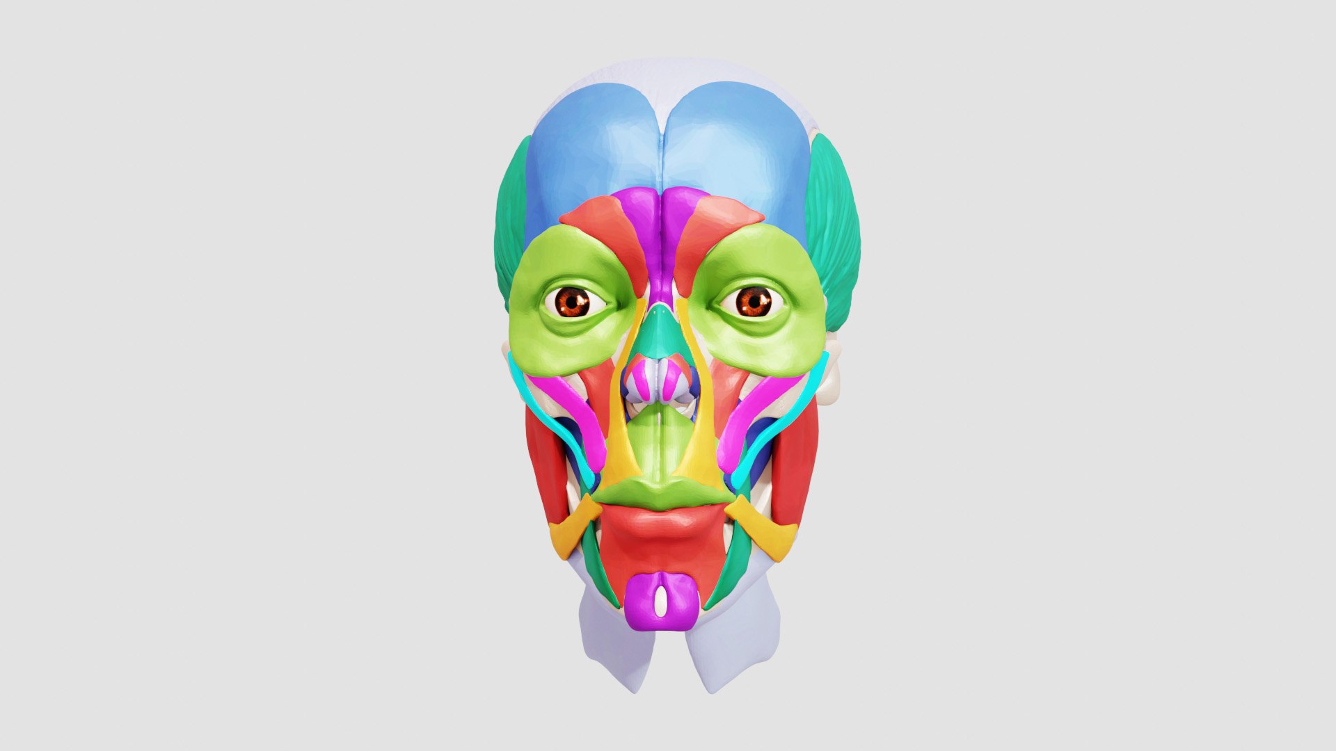 3D Human Face Muscles Model - TurboSquid 1843983