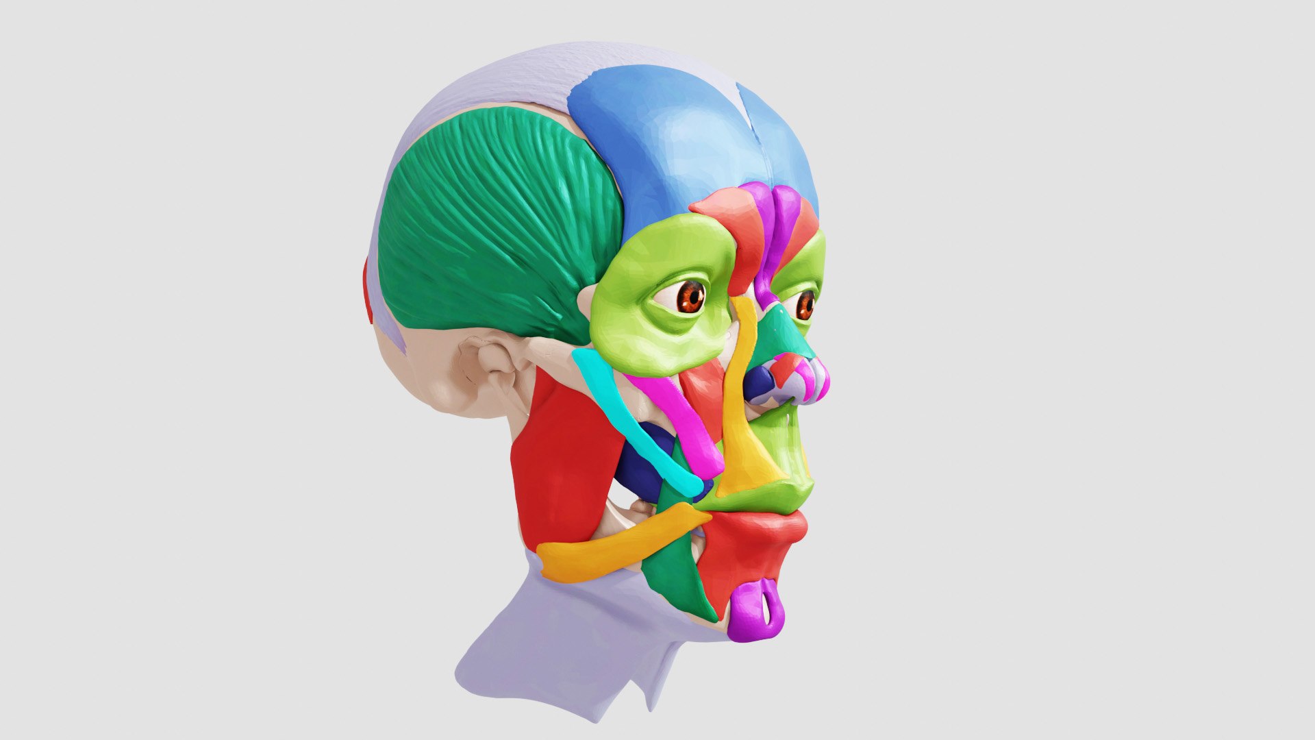 3D Human Face Muscles Model - TurboSquid 1843983