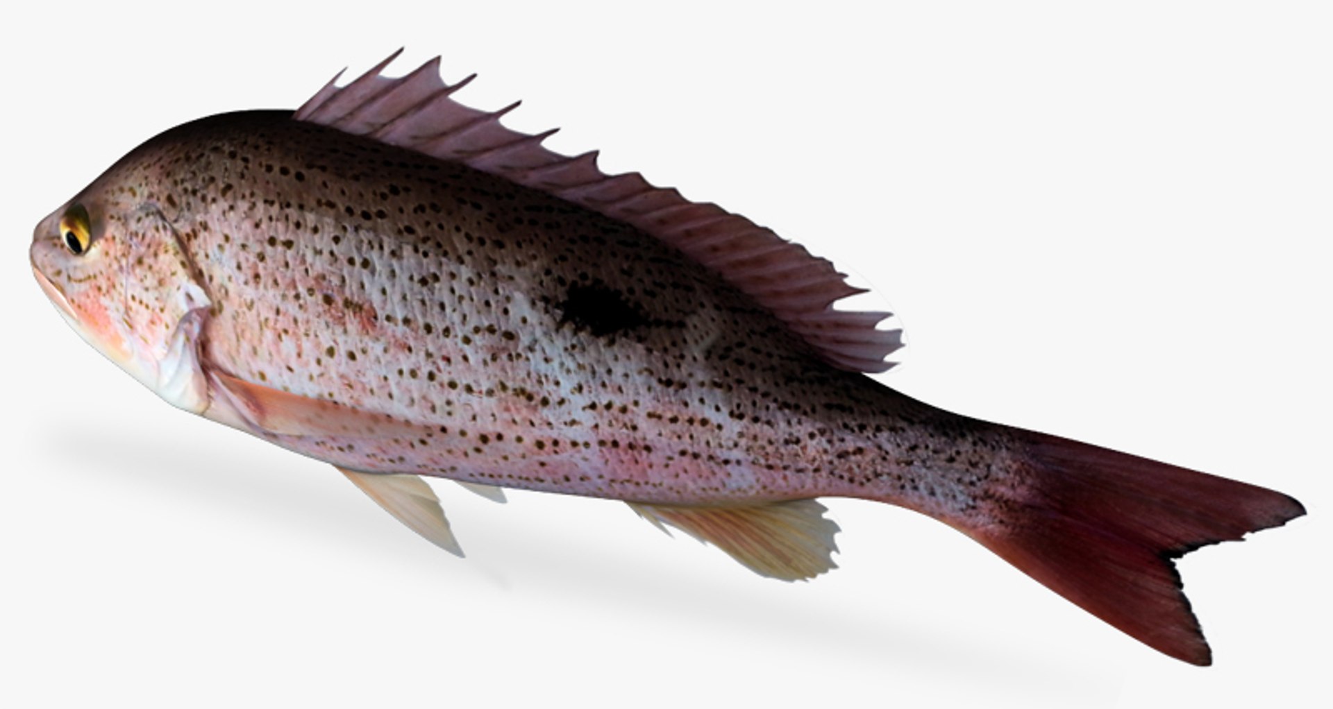 spotted rose snapper 3d fbx