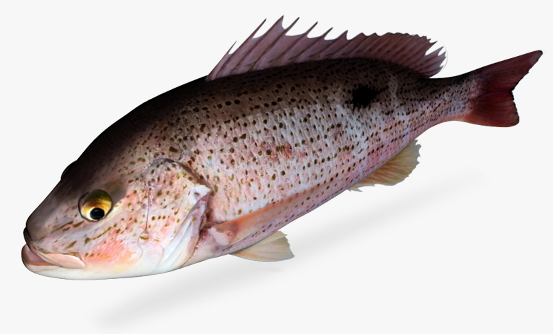 spotted rose snapper 3d fbx