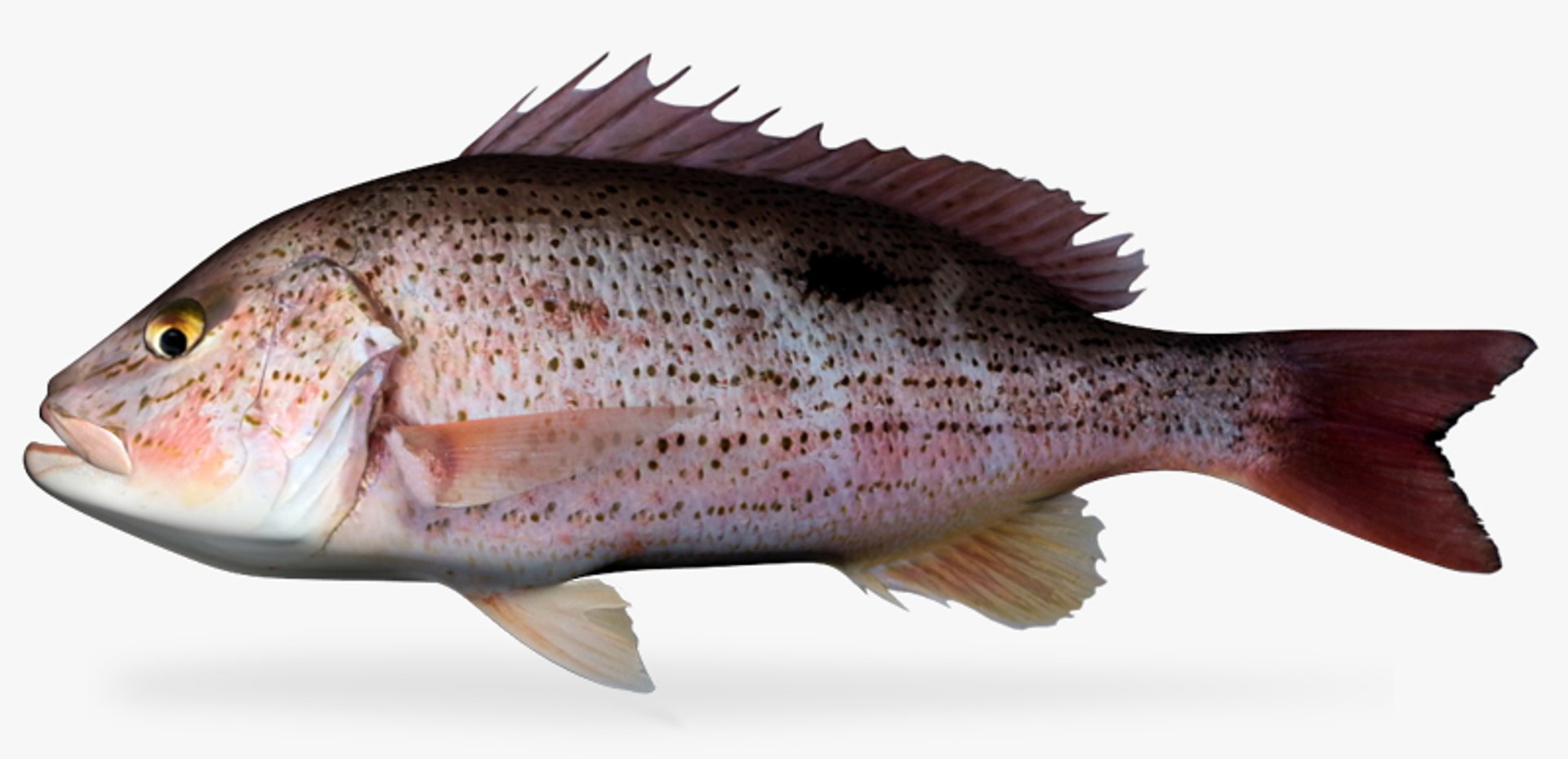 spotted rose snapper 3d fbx
