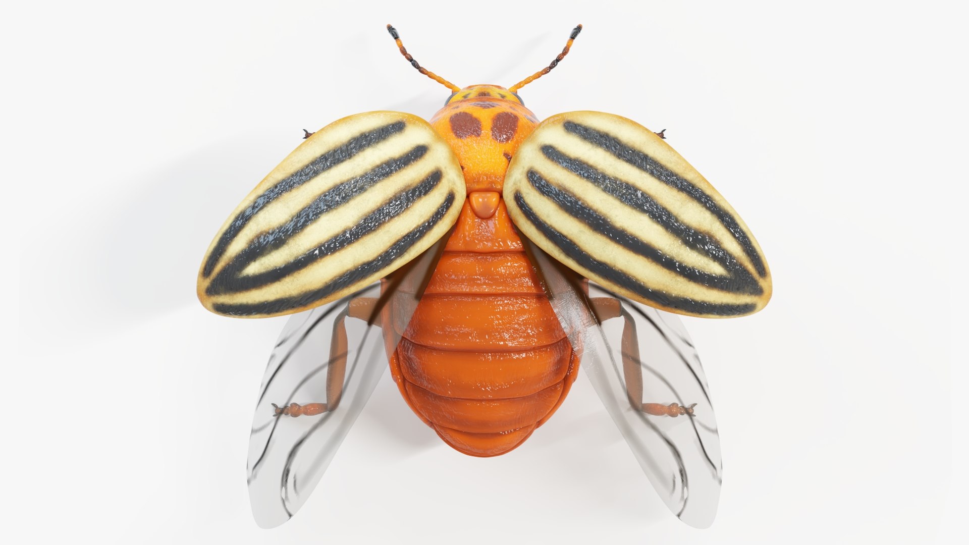 3D Potato Beetle Static Model - TurboSquid 2067863