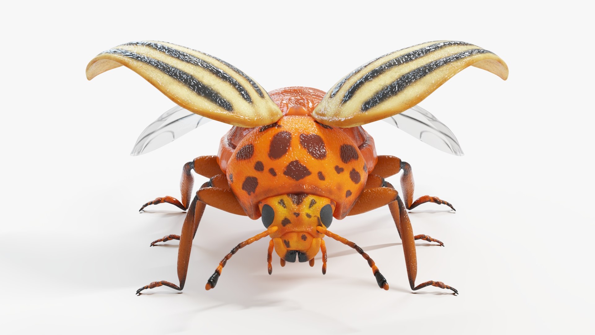 3D Potato Beetle Static Model - TurboSquid 2067863
