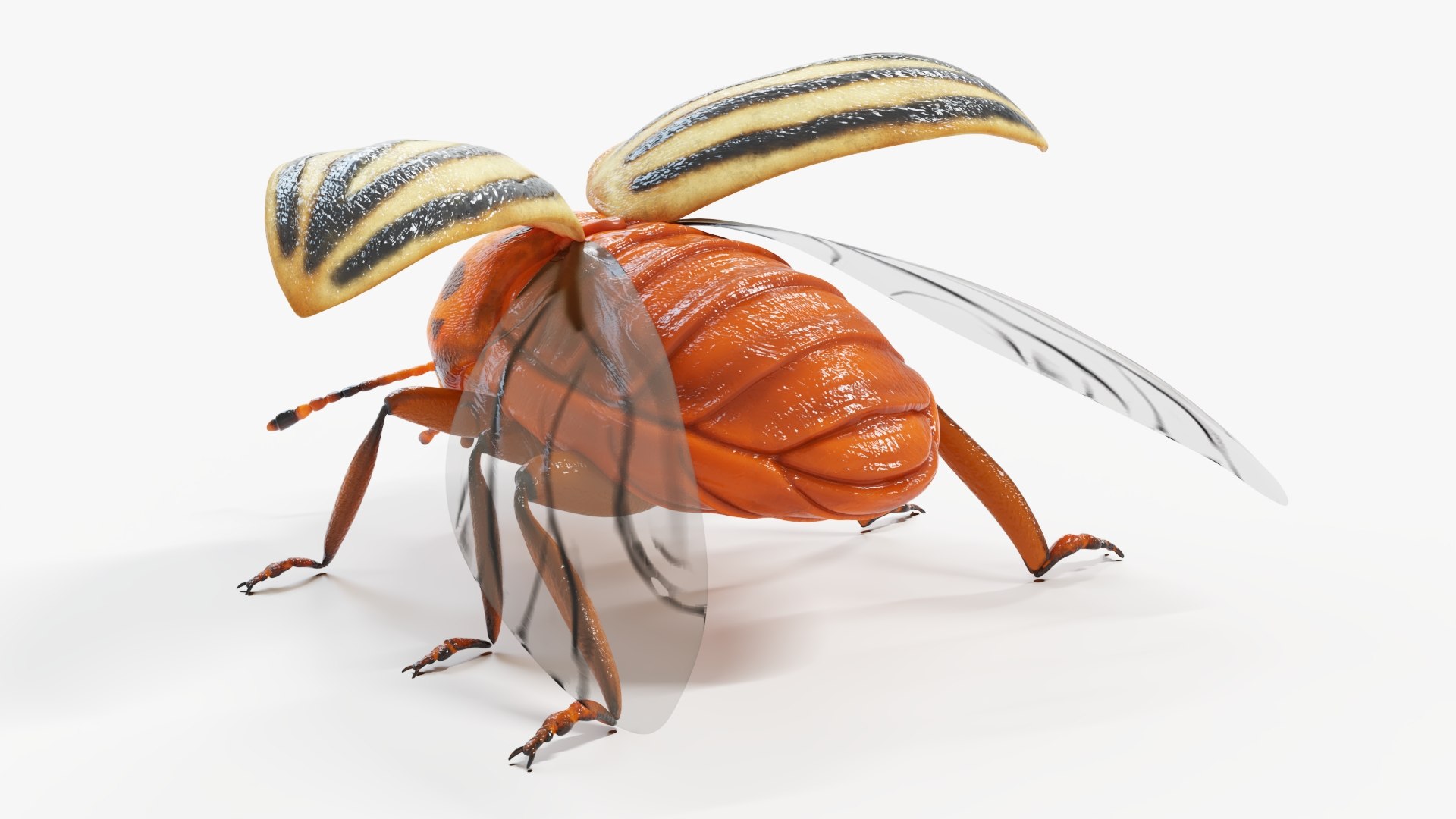 3D Potato Beetle Static Model - TurboSquid 2067863