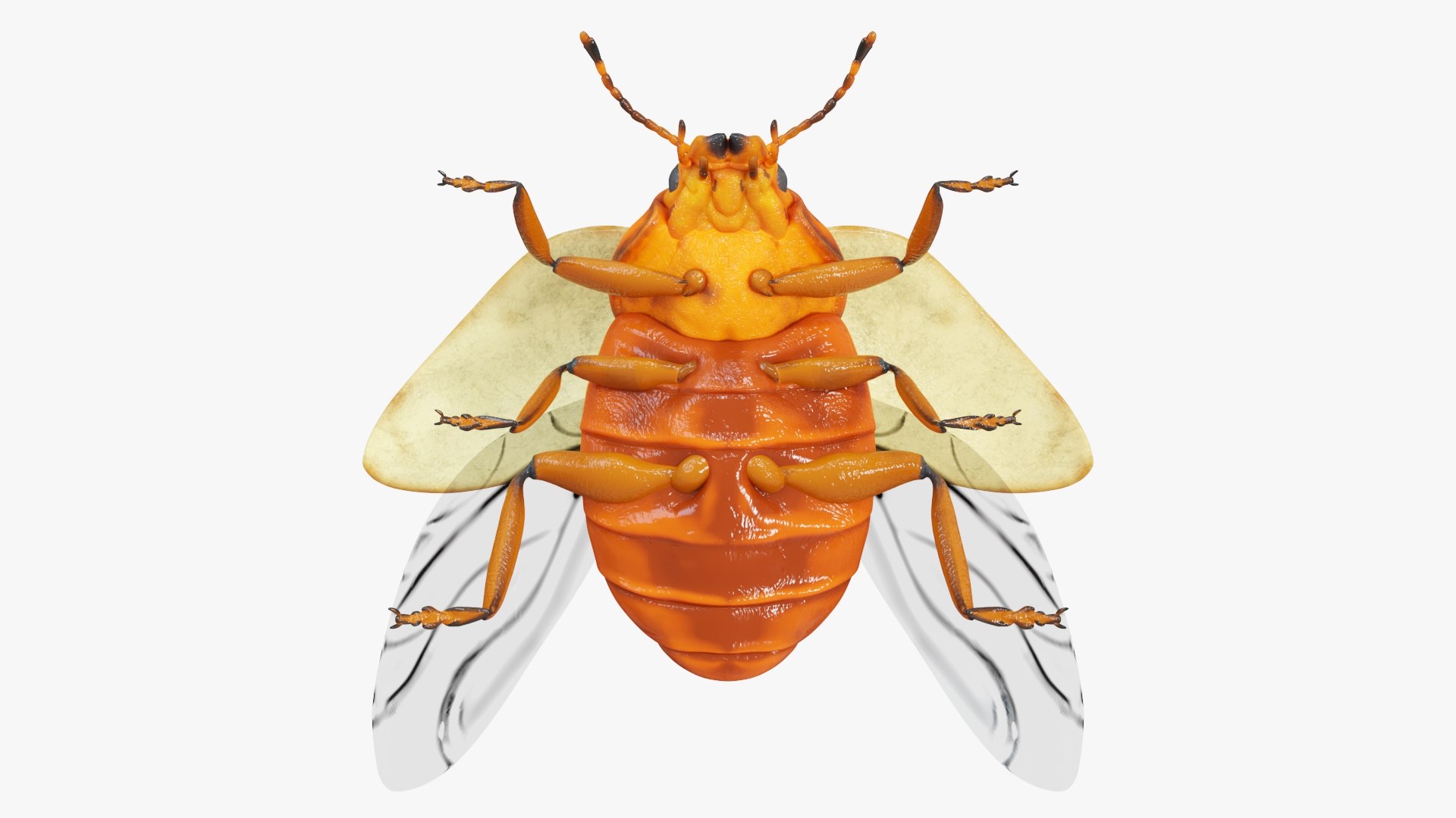 3D Potato Beetle Static Model - TurboSquid 2067863