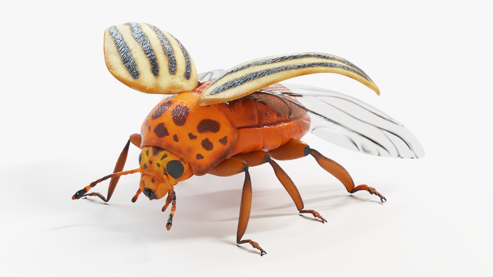 3D Potato Beetle Static Model - TurboSquid 2067863