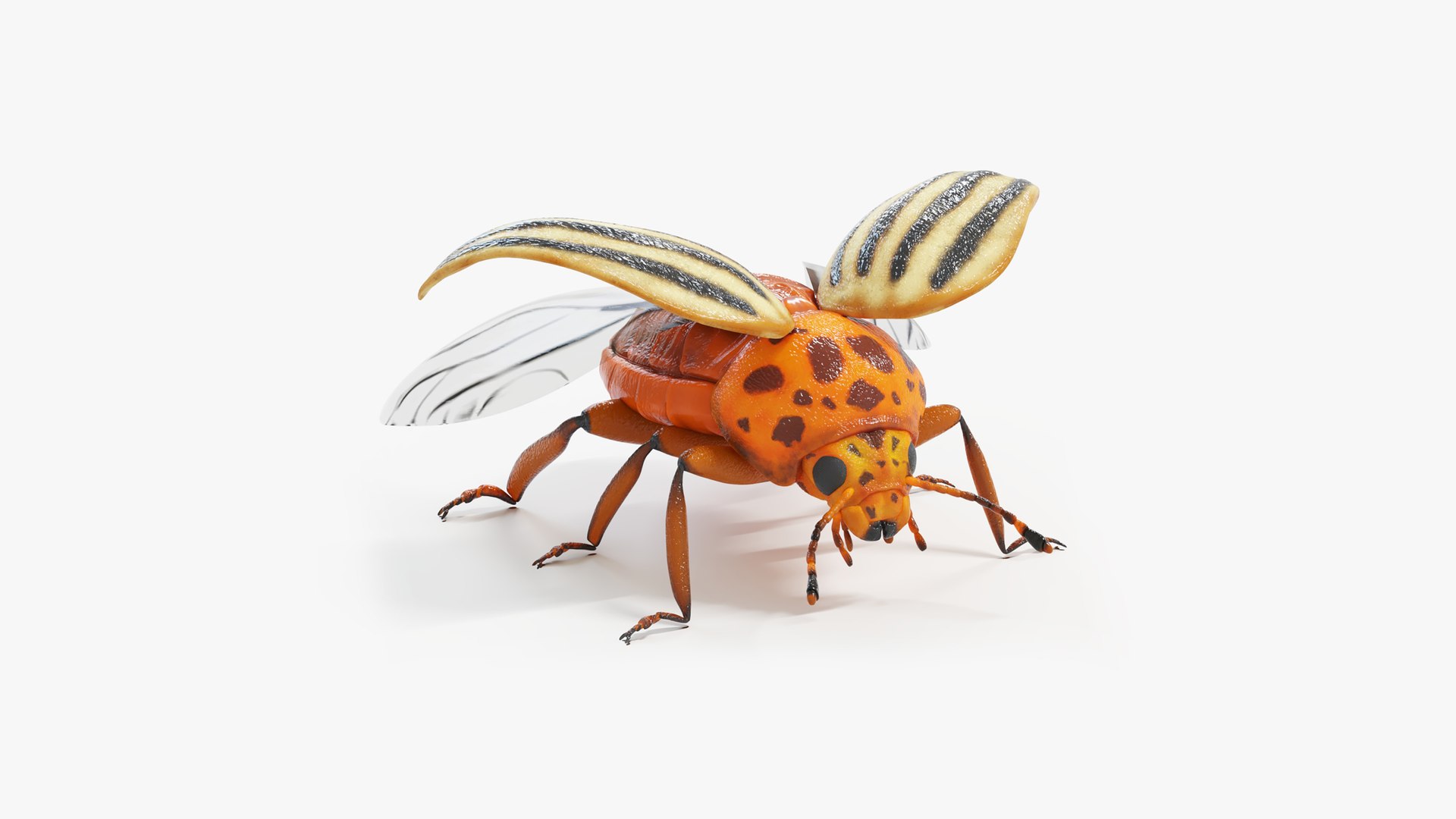 3D Potato Beetle Static Model - TurboSquid 2067863