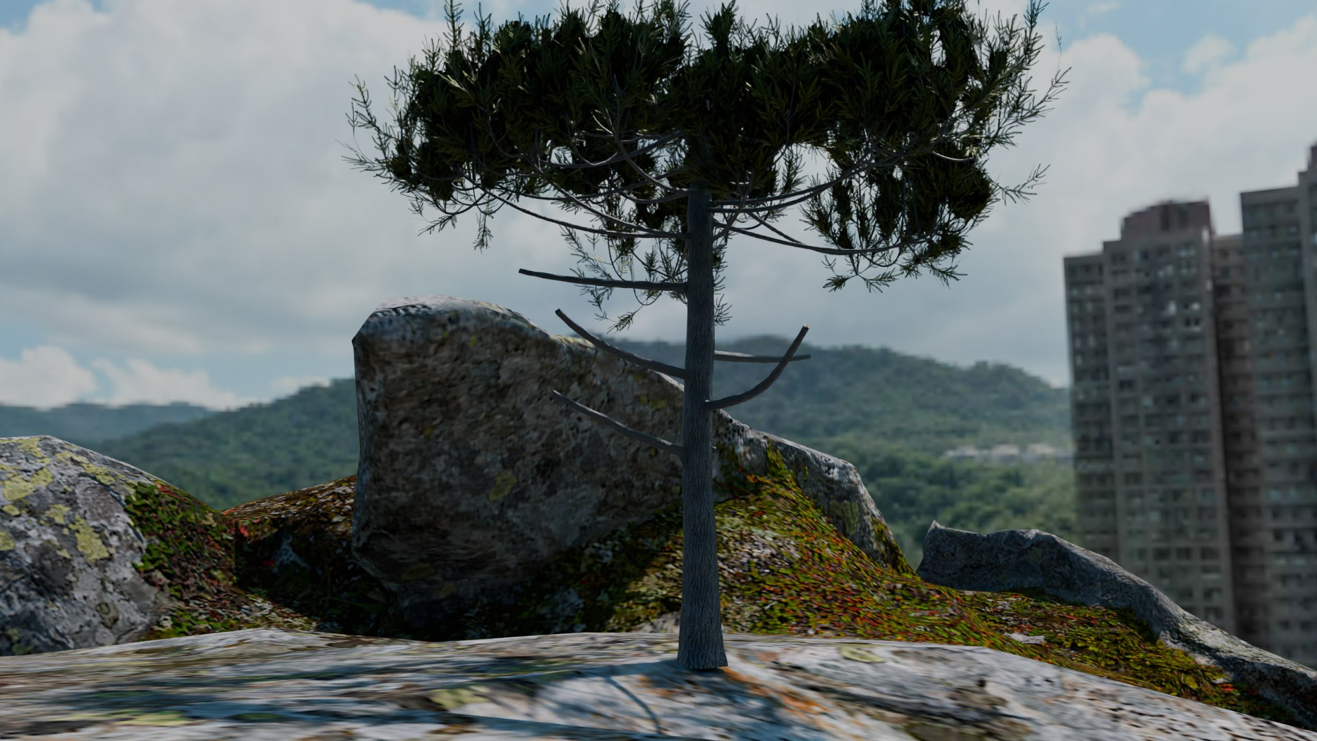 Araucaria Pine 3D - TurboSquid 2205207