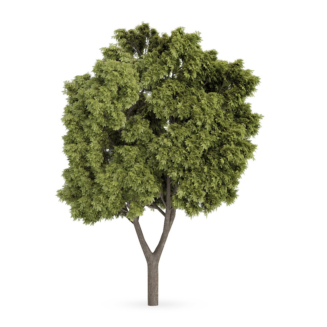 3d sycamore maple tree acer model